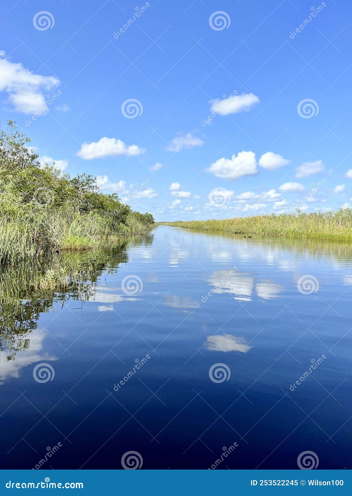 Everglades Water And Grass And Tree Stock Image | CartoonDealer.com ...
