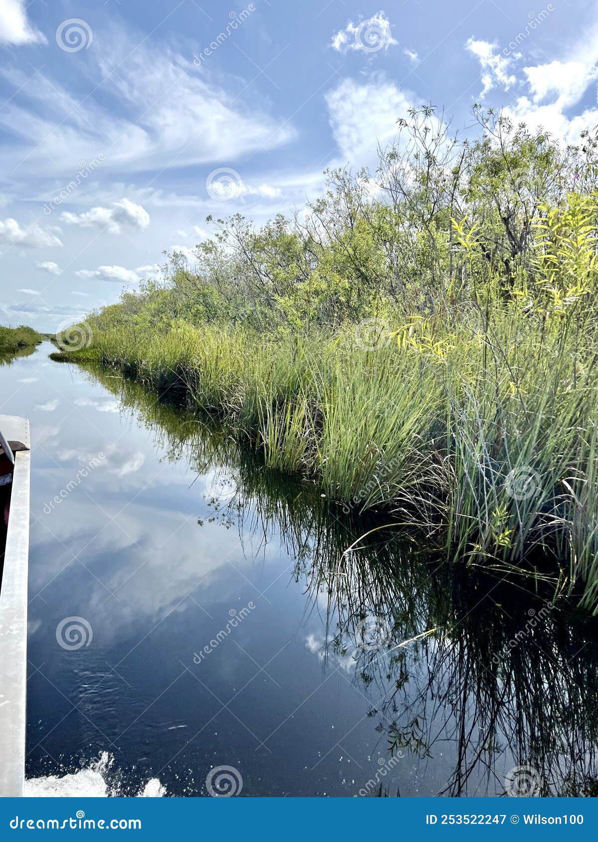 Everglades Water And Grass And Tree Stock Image | CartoonDealer.com ...