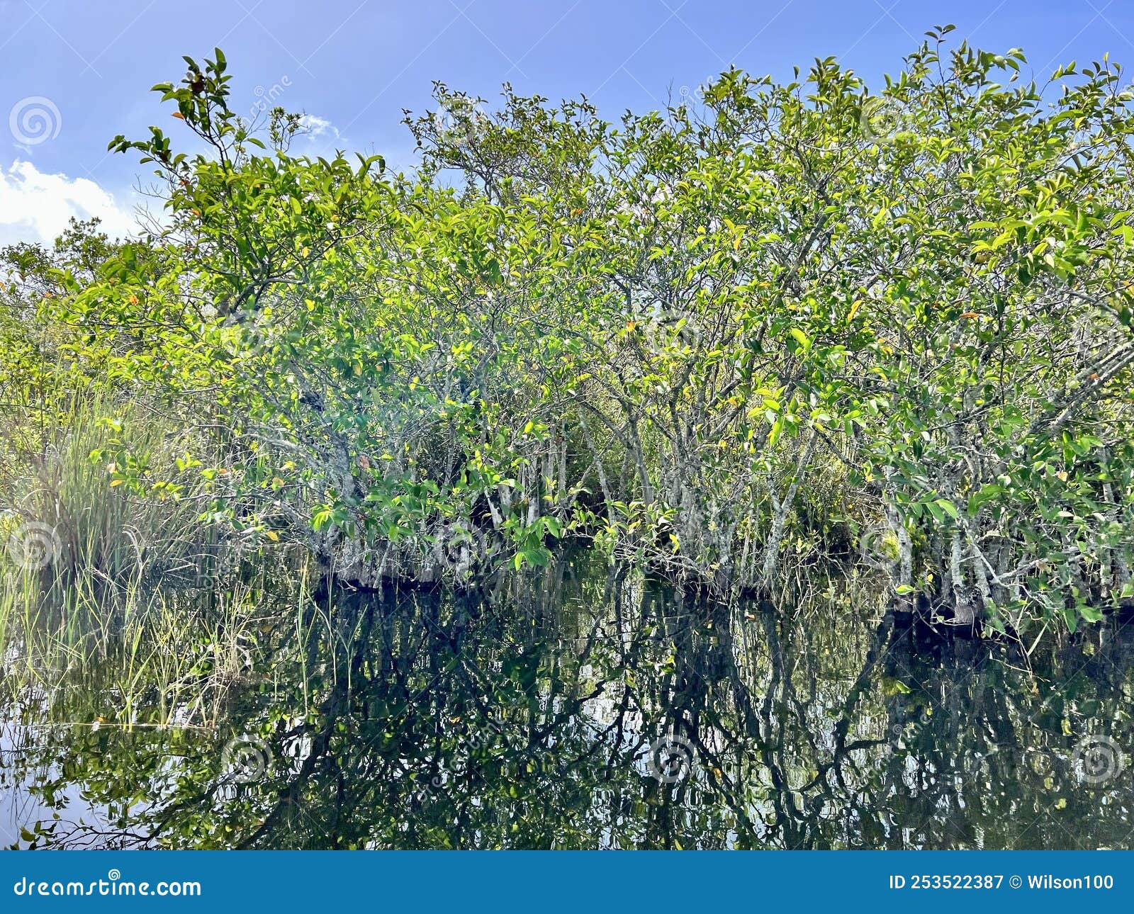 Everglades Water And Grass And Tree Stock Image | CartoonDealer.com ...