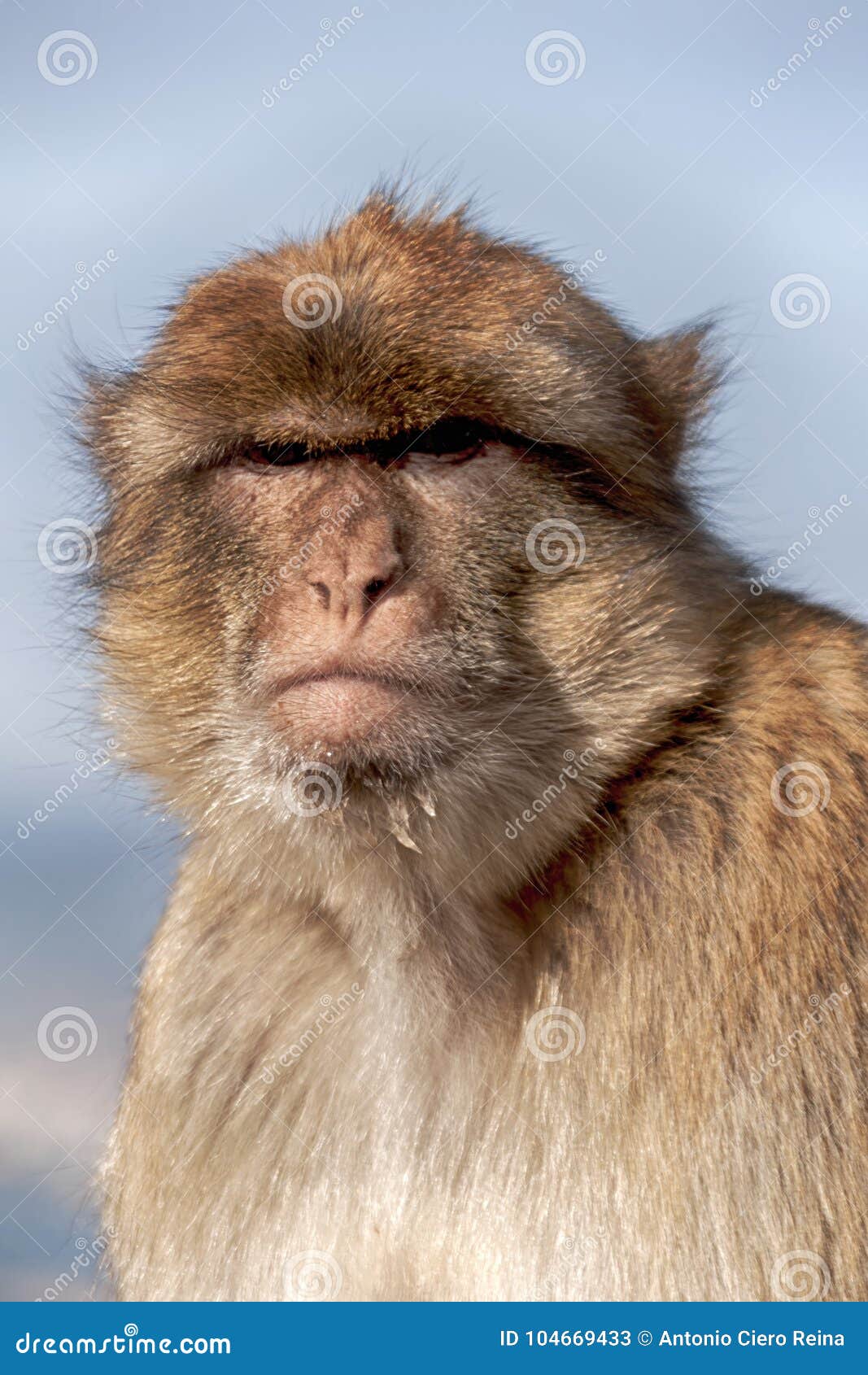 Famous Monkey of the Rock of Gibraltar Stock Image - Image of animal ...