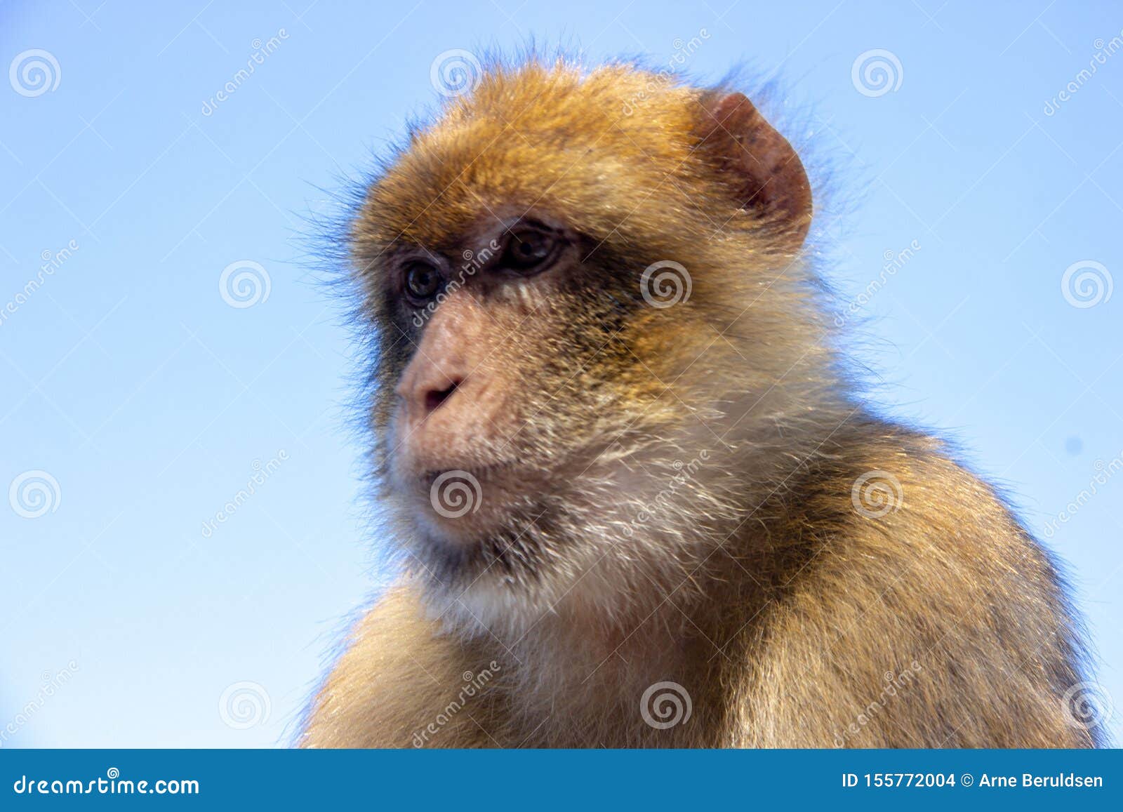 The Famous Monkeys of Gibraltar Stock Photo - Image of mountain, famous ...
