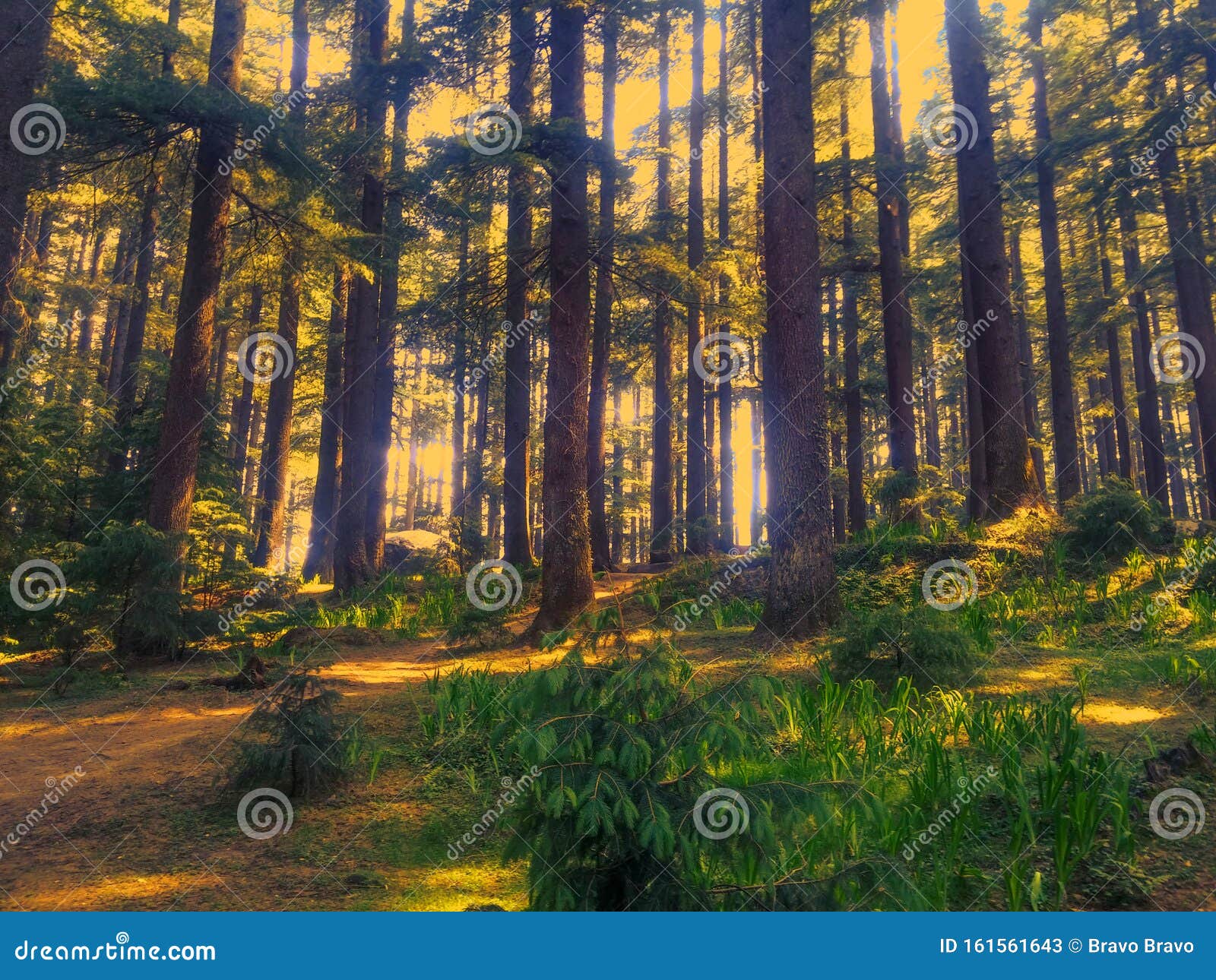 The Famous Mountain Tree of Manali India Stock Image - Image of path ...