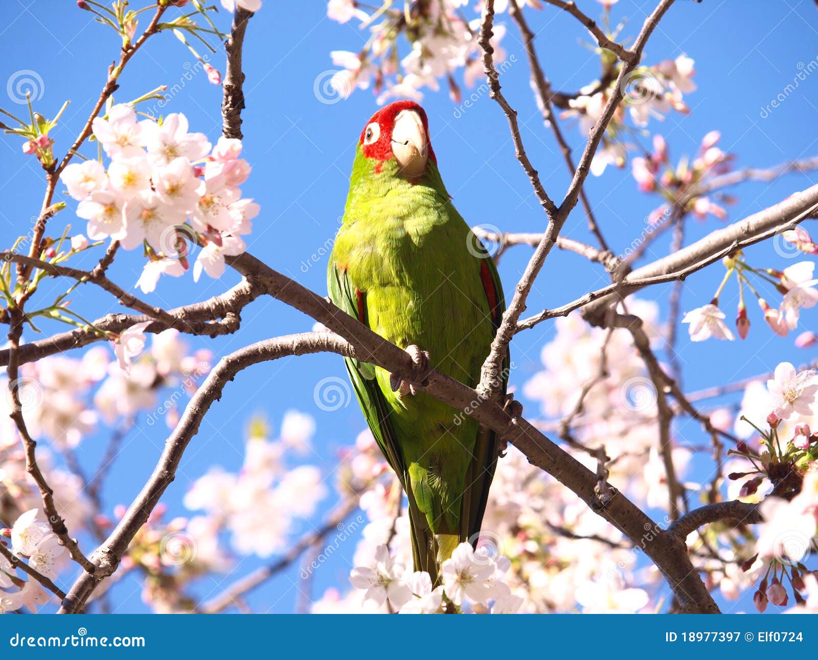 Famous Parrot in San Francisco North Beach Stock Image - Image of ...