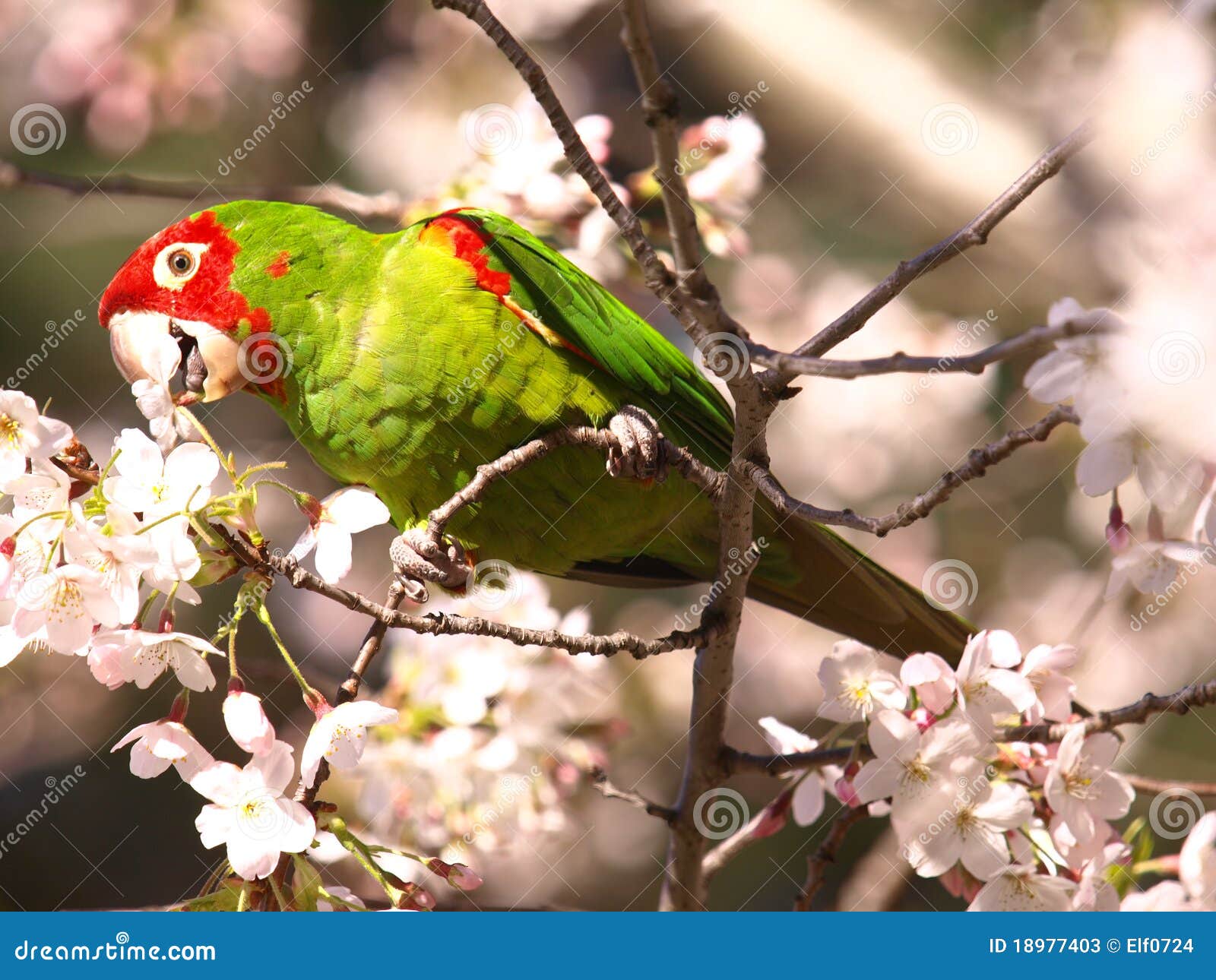 Famous Parrot in San Francisco North Beach Stock Image - Image of blue ...