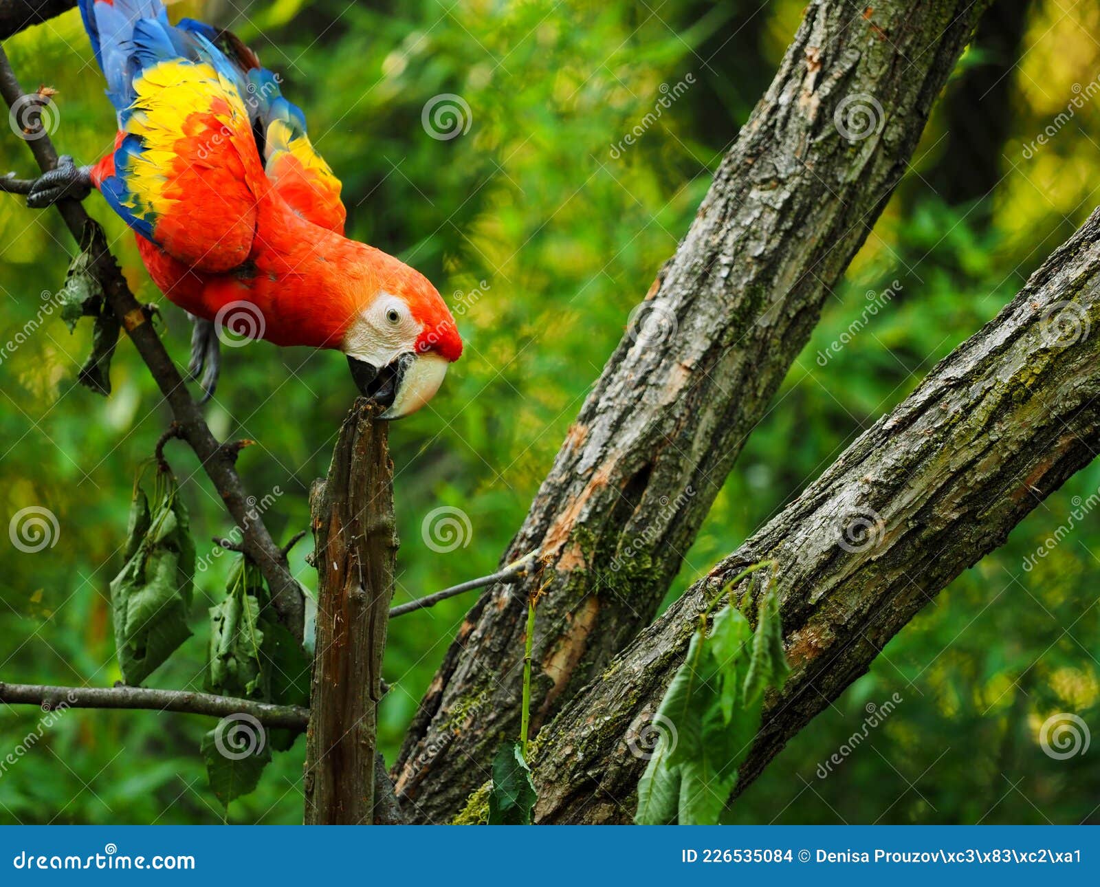 Famous Popular Parrot on Tree Stock Photo - Image of family, bird ...