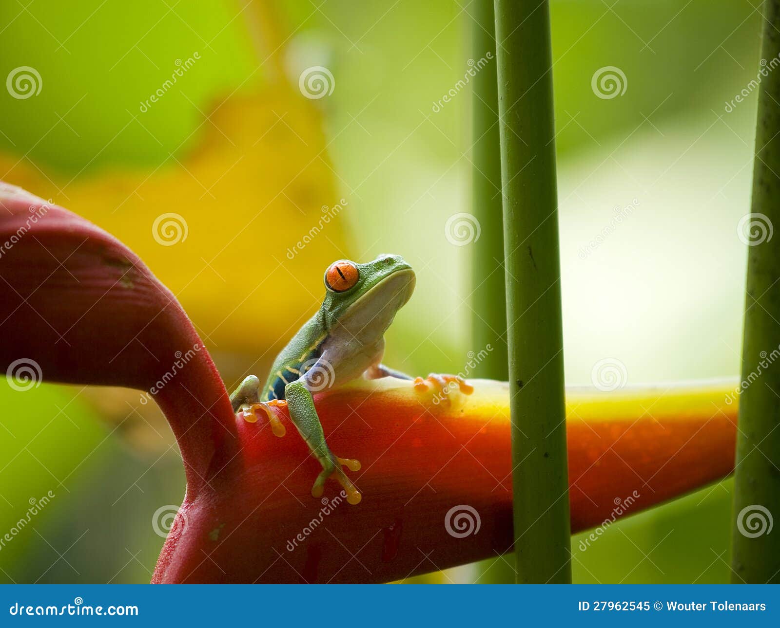 The Famous Red Eyed Tree Frog Stock Image - Image of nocturnal ...