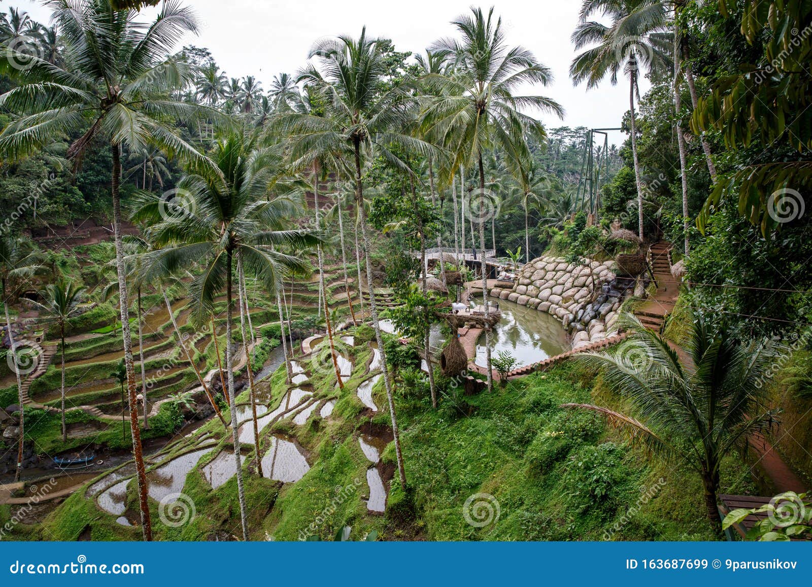 Famous Rice Terraces in Bali Stock Image - Image of scenic, sunset ...