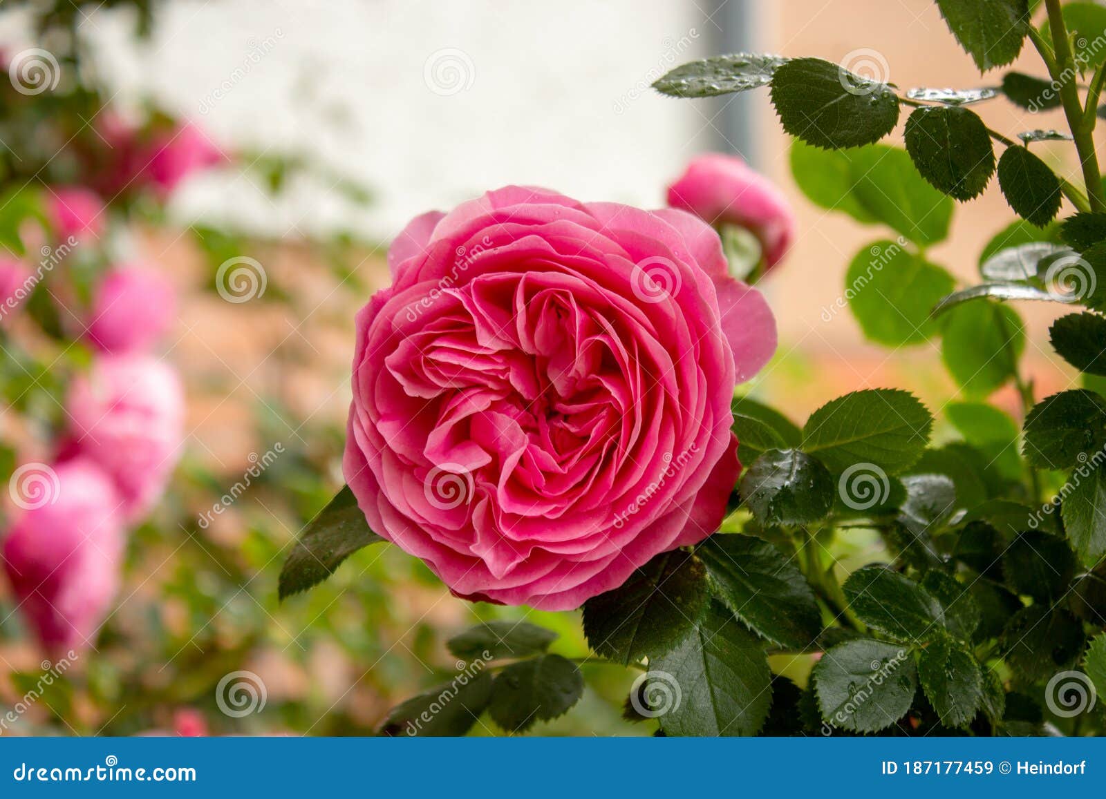 The Famous Rosa Centifolia Foliacea, the Provence Rose or Cabbage Rose ...
