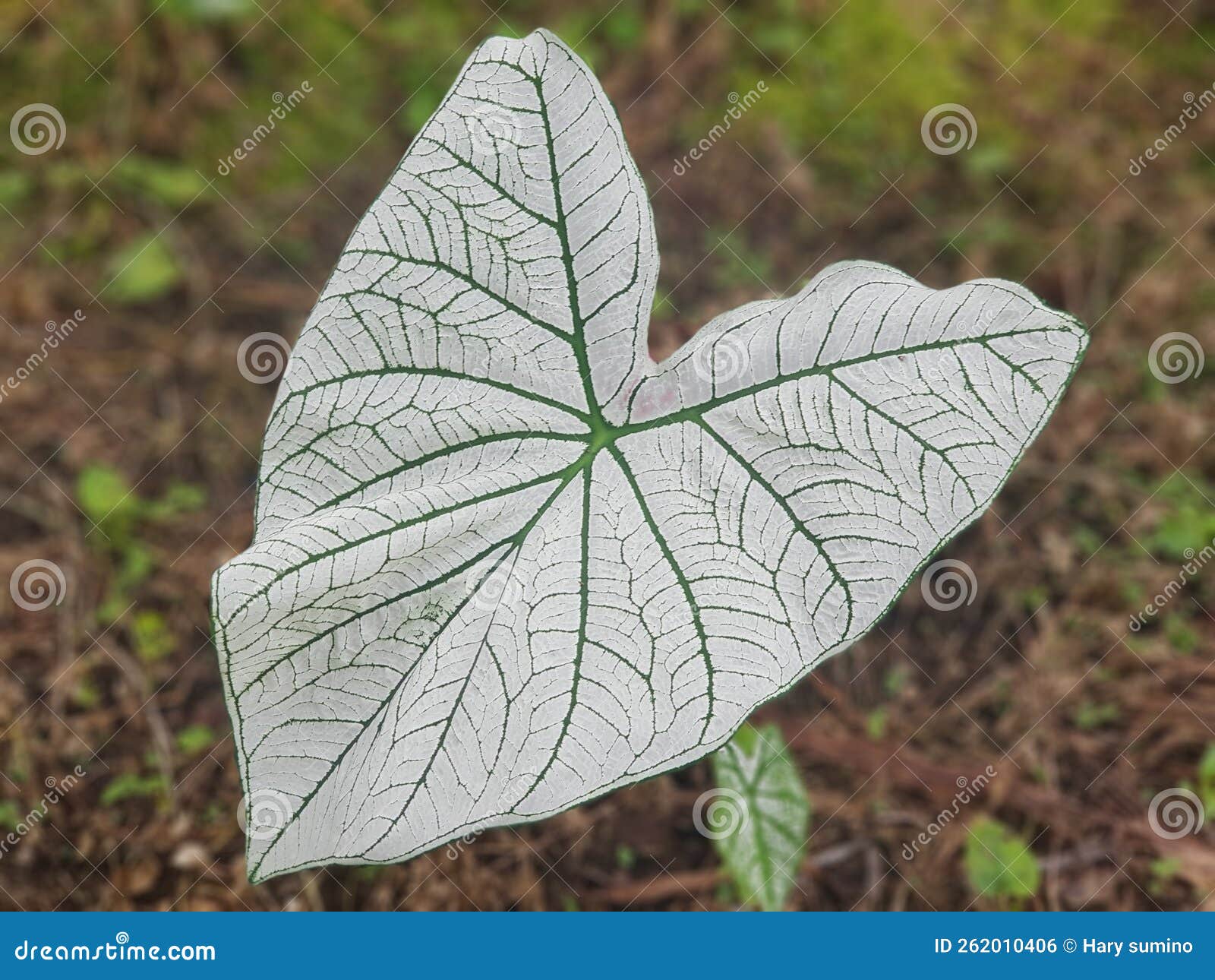 Famous Sakura leaf stock photo. Image of flower, deciduous - 262010406