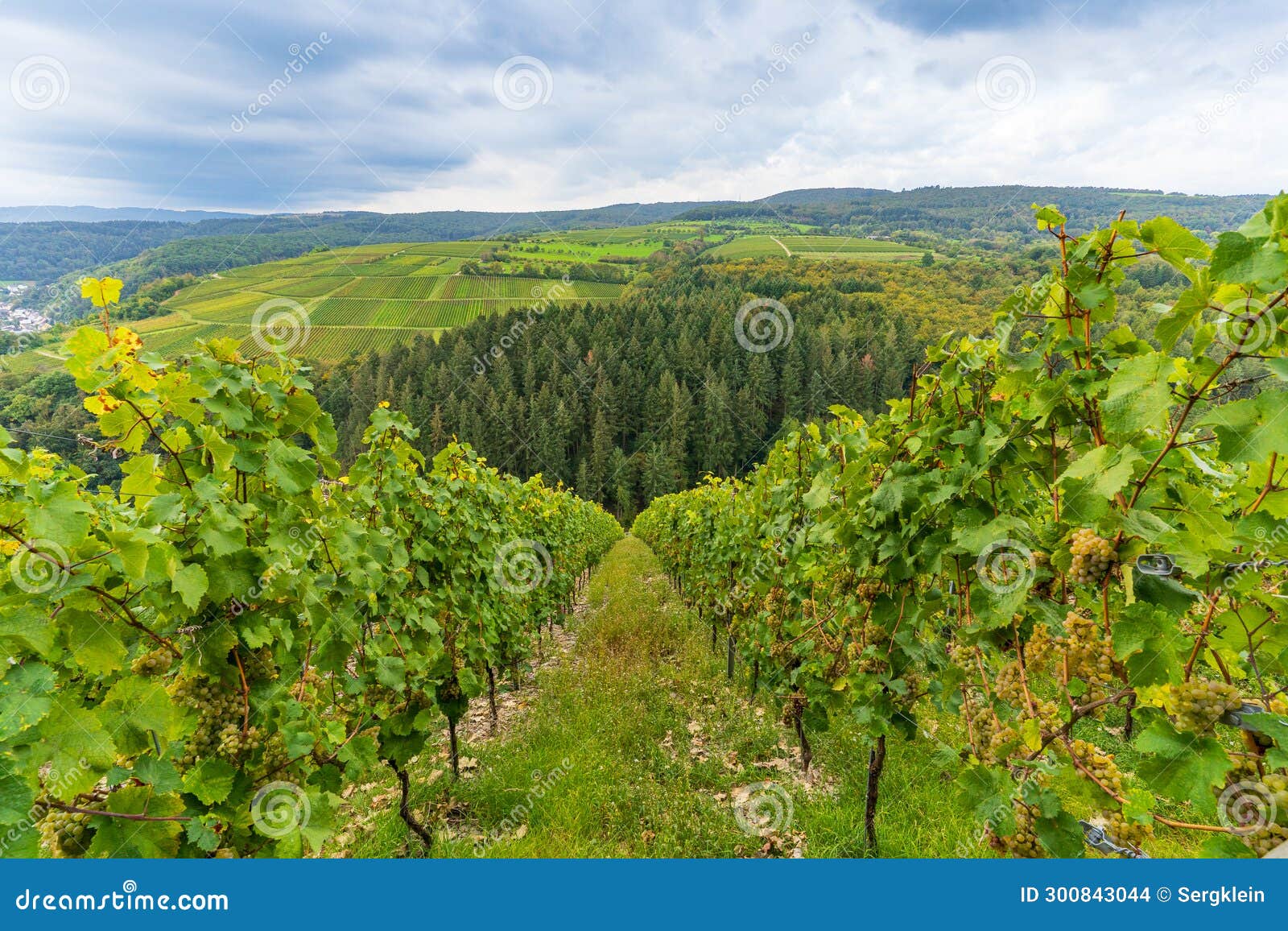Famous Slate Soils Vineyards on the Moselle Stock Photo - Image of ...