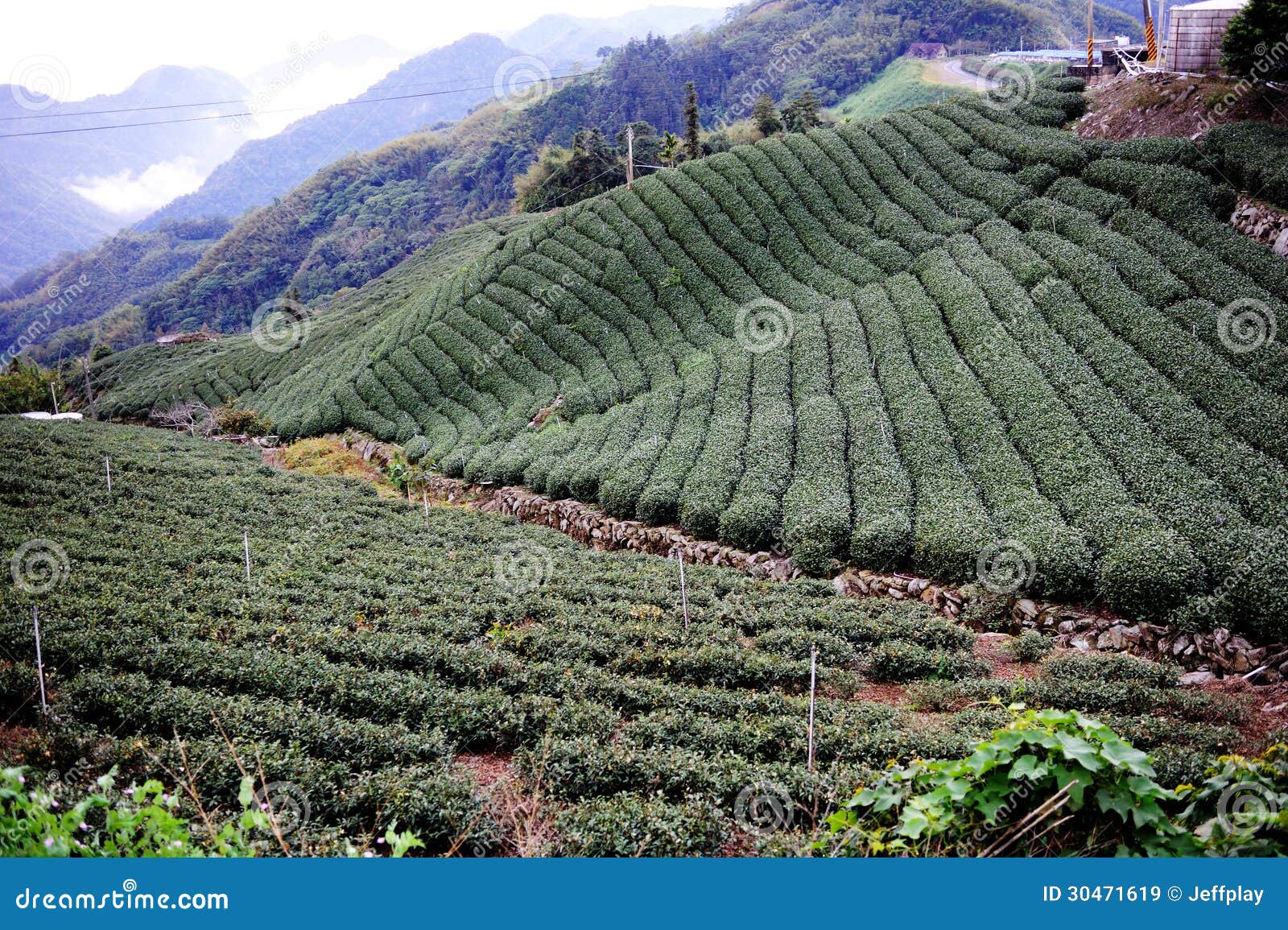 Famous taiwan tea farm stock image. Image of travel, chinese - 30471619