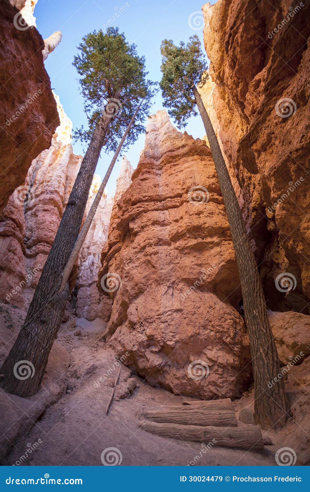 Famous Trees in Bryce Canyon Stock Image - Image of erosion, dryness ...