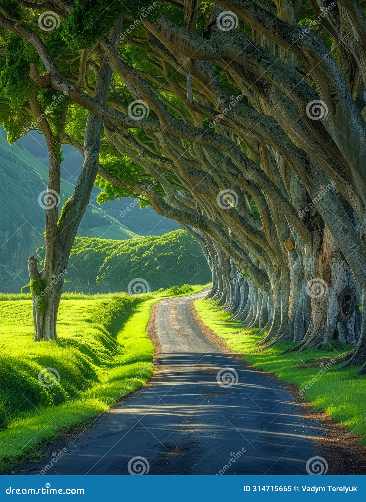 The Famous Tunnel of Trees in Ireland Stock Image - Image of nature ...