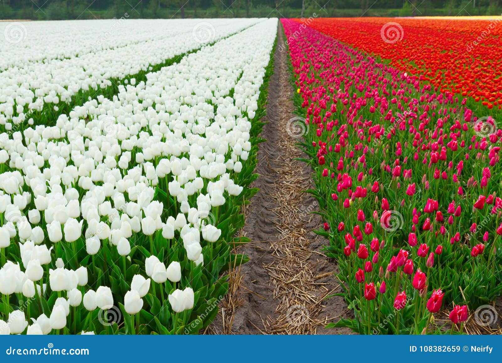 Dutch red tulip fields stock image. Image of outdoor - 108382659