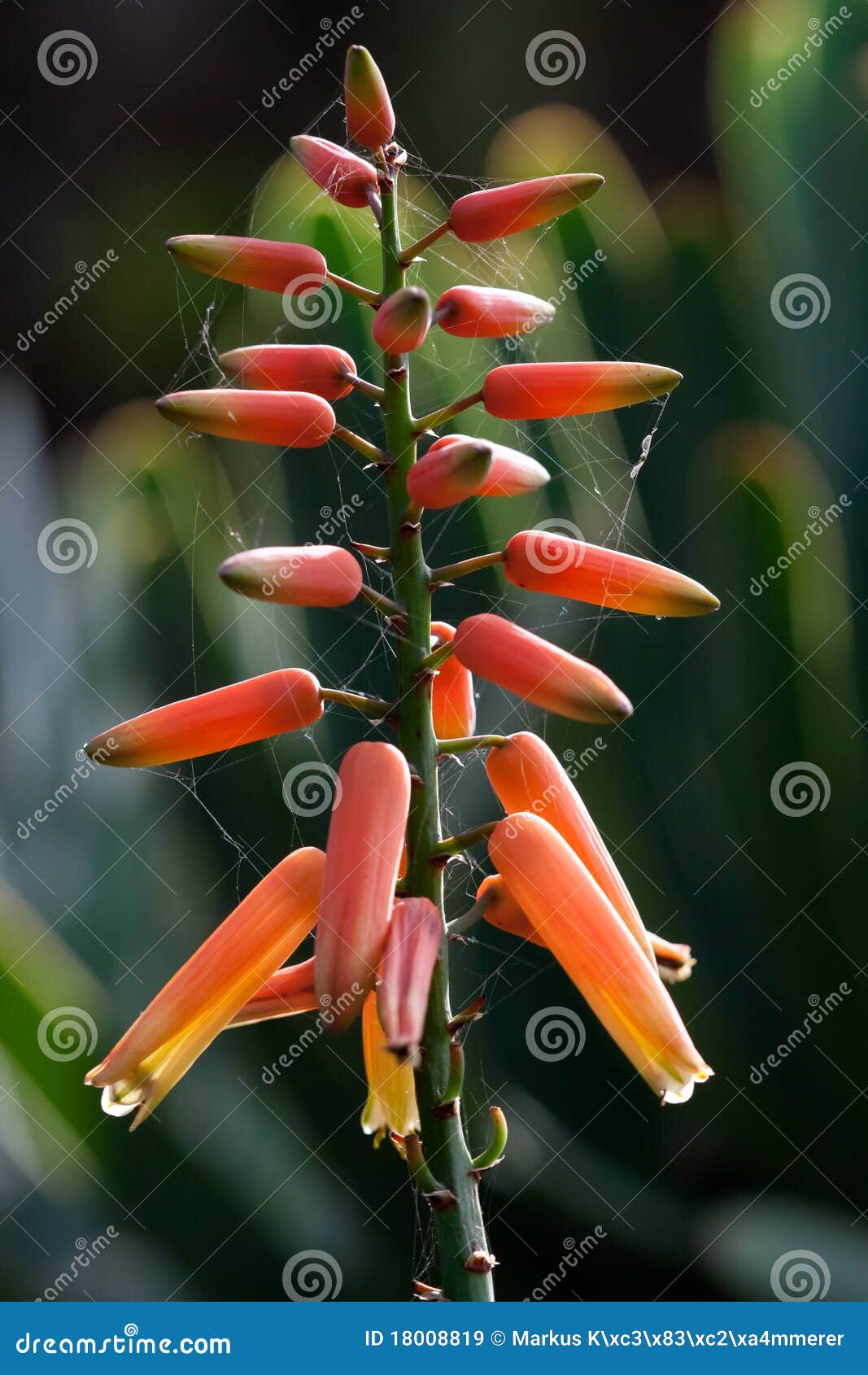 Fan Aloe flower closeup stock image. Image of nature - 18008819