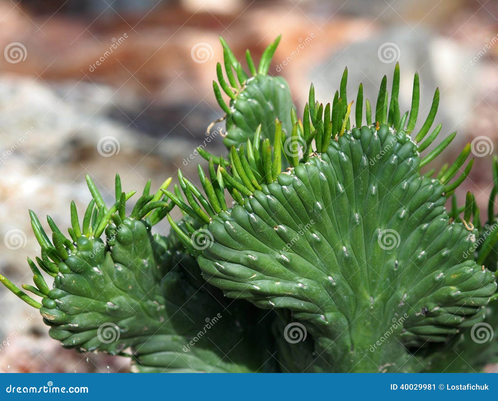 Fan Cactus stock image. Image of succulent, unique, vegetation - 40029981