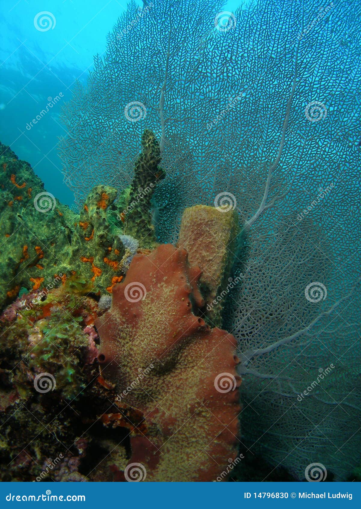 Fan Coral stock photo. Image of ocean, fish, coral, floor - 14796830