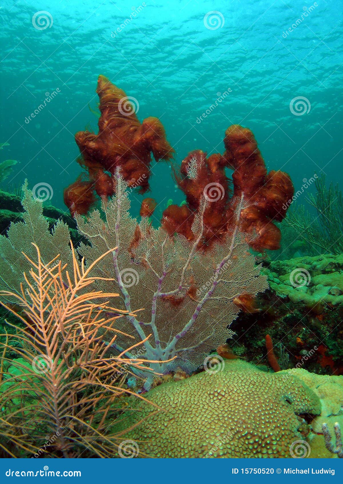 Fan Coral stock photo. Image of swimming, swim, marine - 15750520