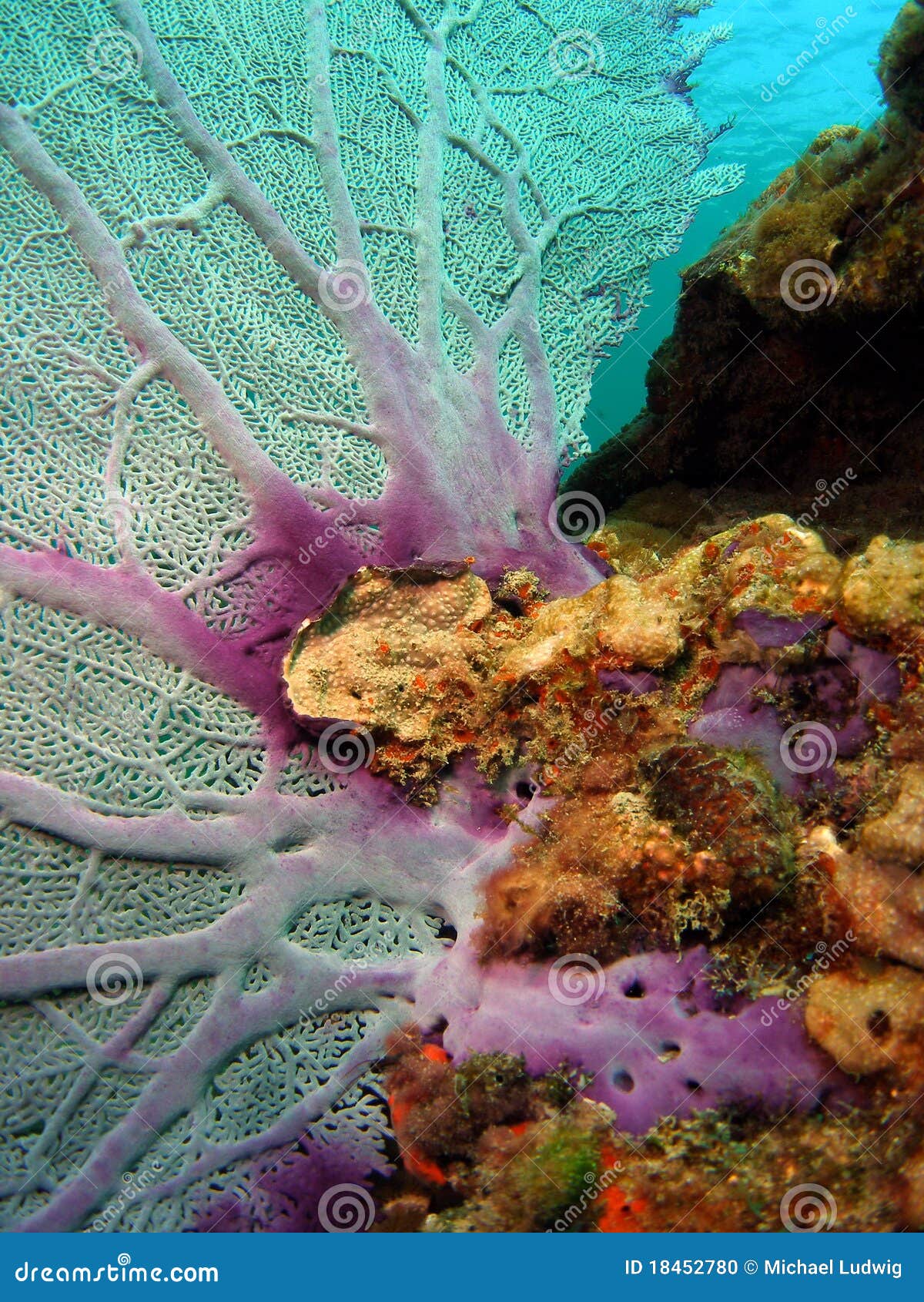 Fan Coral stock photo. Image of coral, water, ocean, florida - 18452780