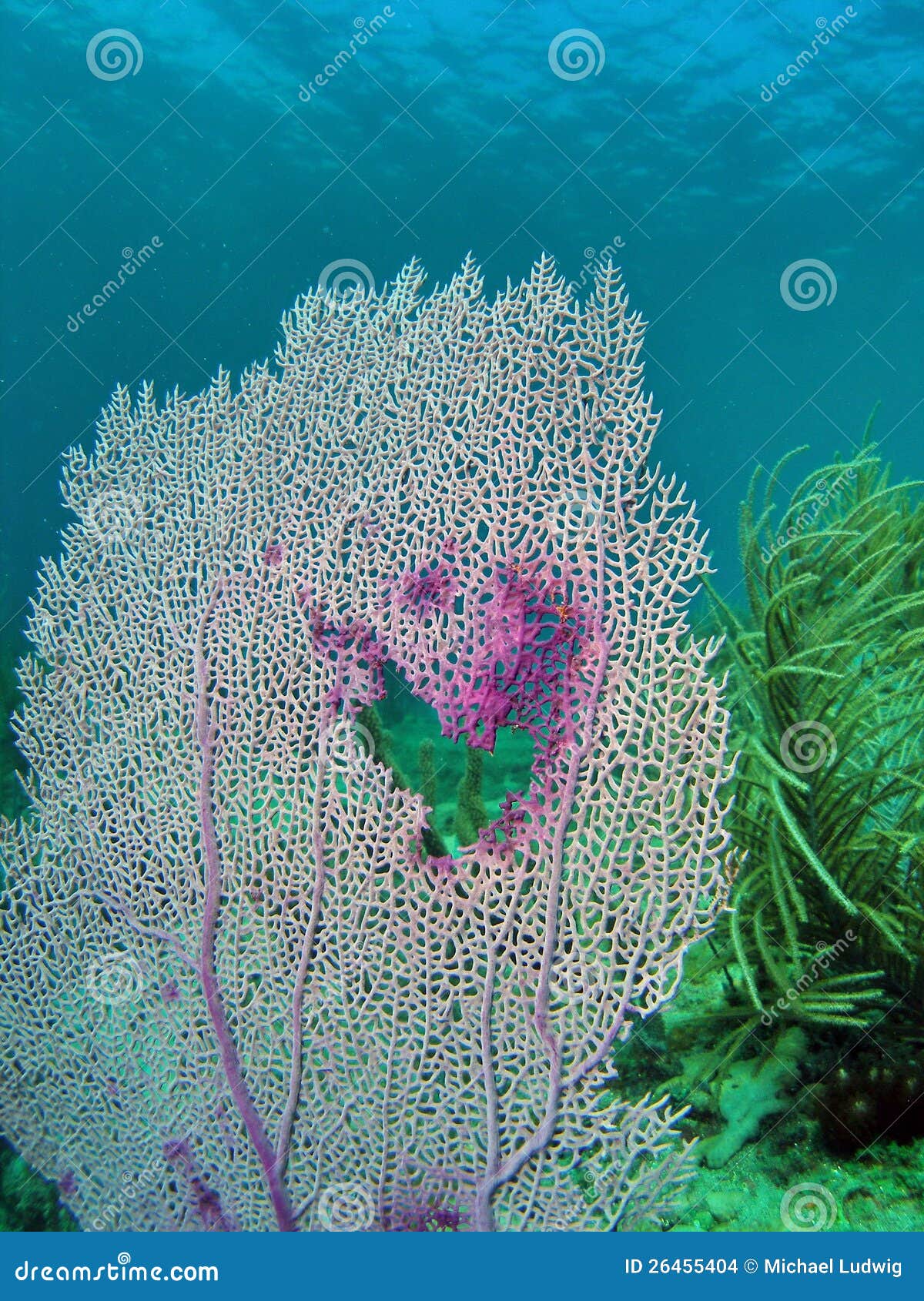 Fan Coral stock photo. Image of sponge, colorful, blue - 26455404