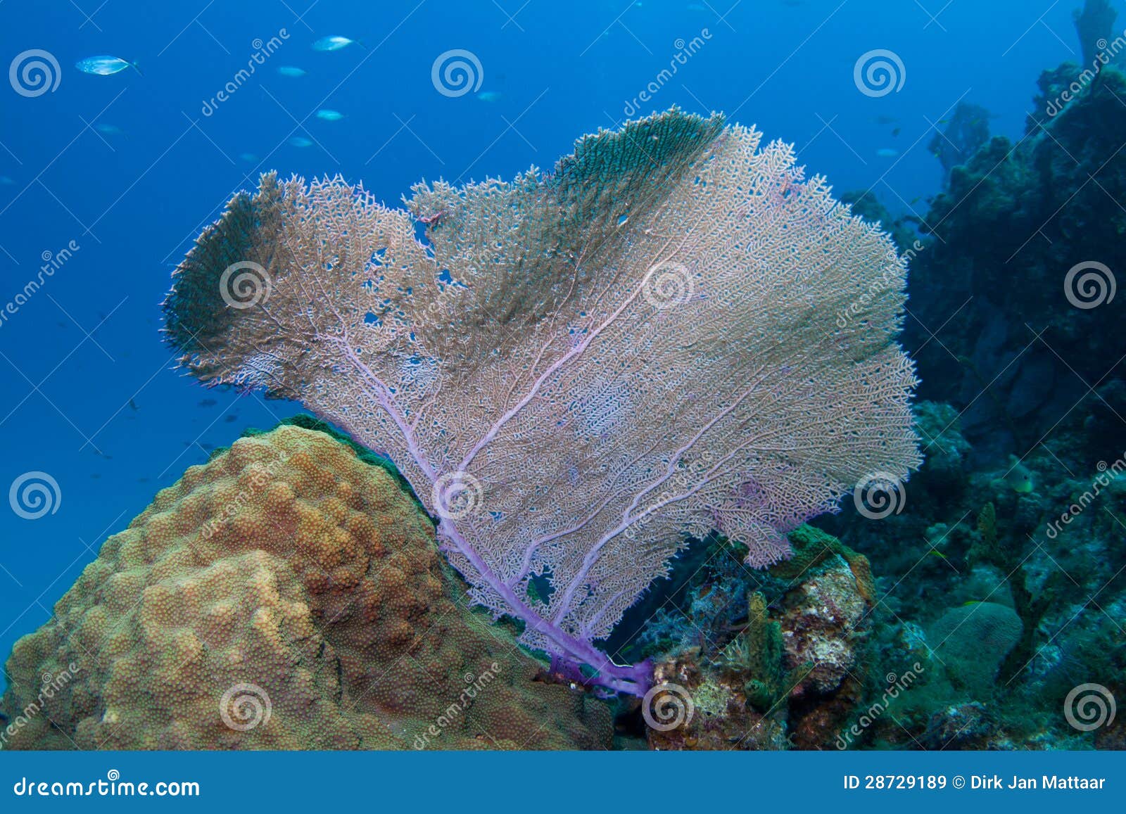 Fan Coral stock image. Image of reef, diving, nature - 28729189