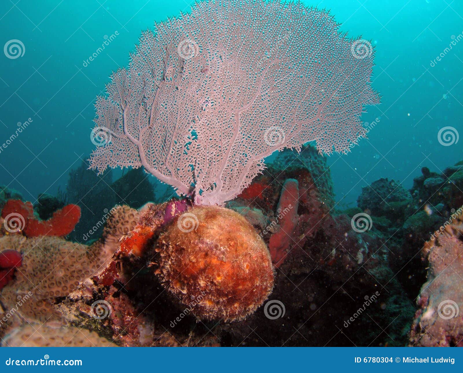 Fan Coral stock photo. Image of explore, exotic, gray - 6780304