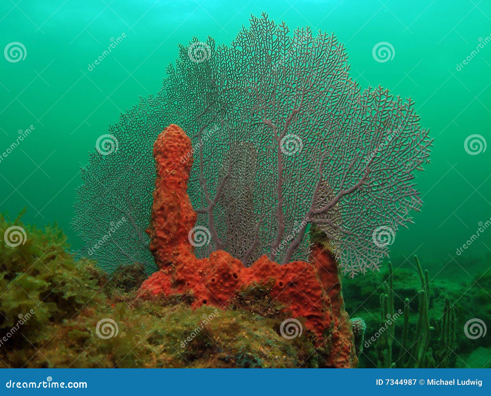 Fan Coral stock image. Image of coral, angelfish, color - 7344987