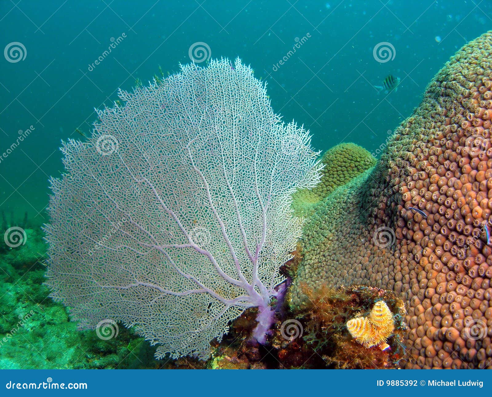 Fan Coral stock photo. Image of close, fish, oceanic, light - 9885392