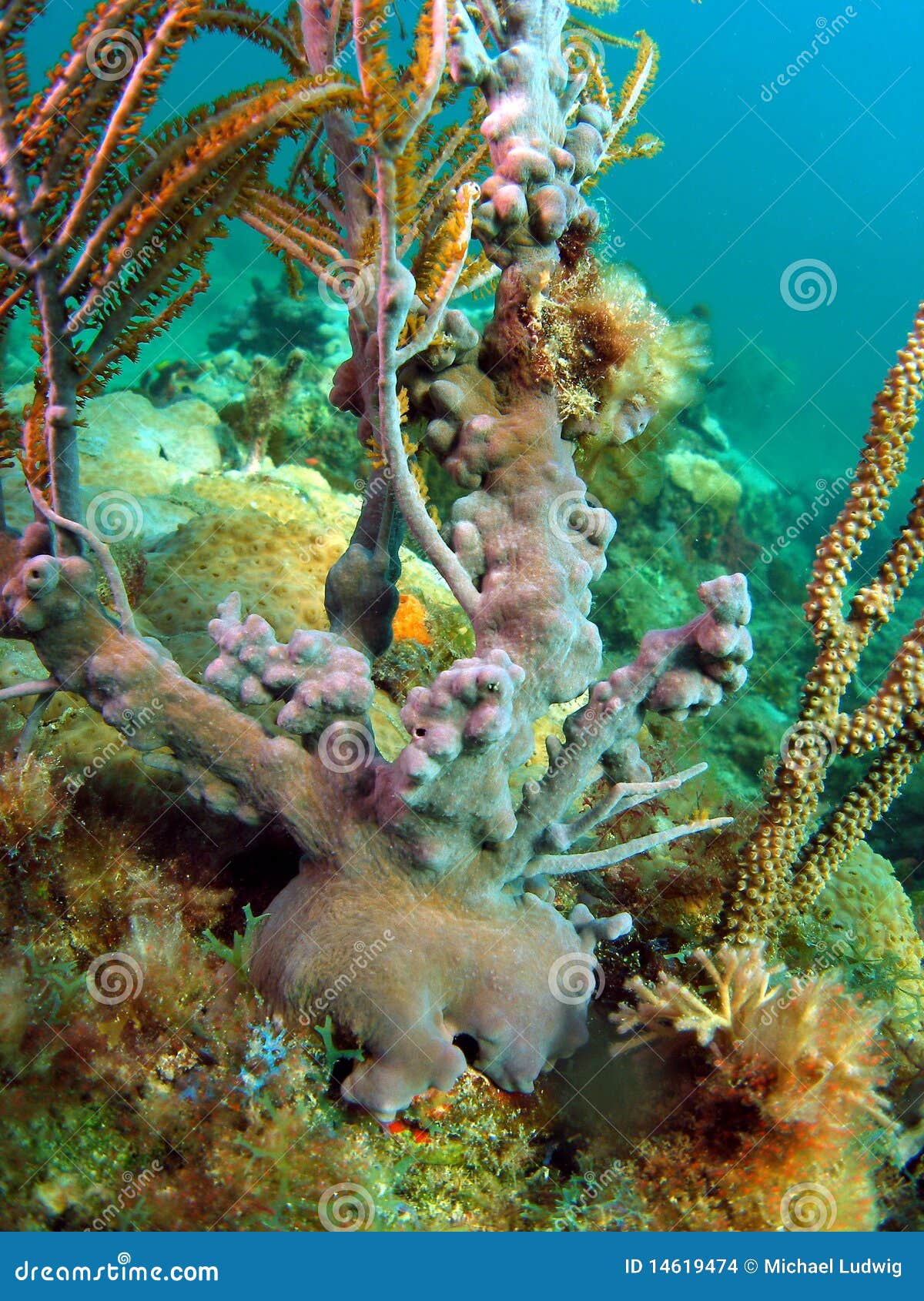 Fan Coral Base stock photo. Image of reef, purple, mound - 14619474