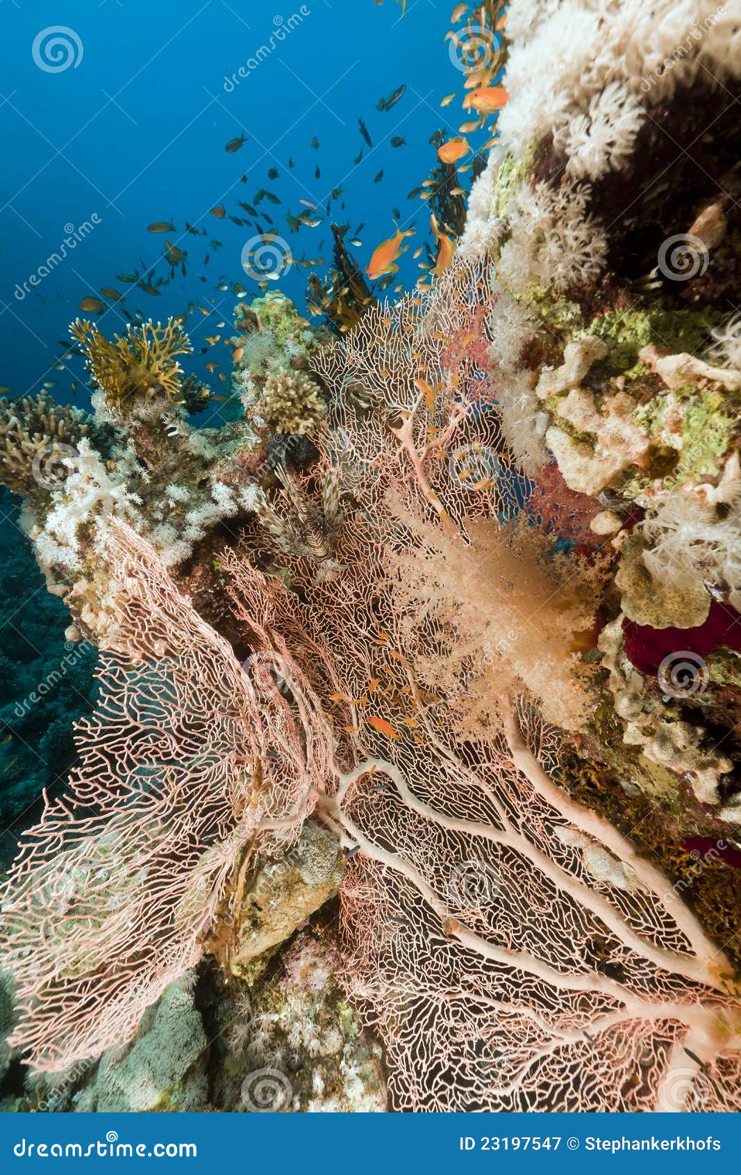 Fan Coral and Fish in the Red Sea. Stock Image - Image of school, blue ...