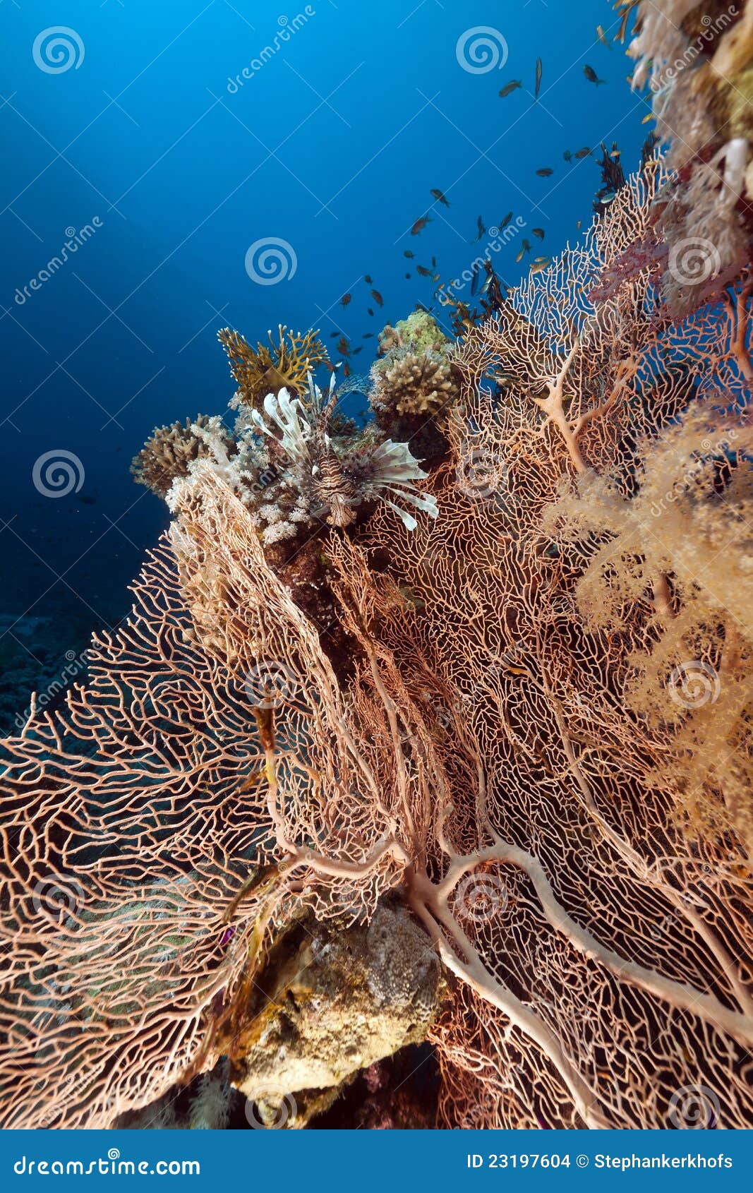 Fan Coral and Fish in the Red Sea. Stock Photo - Image of natural ...