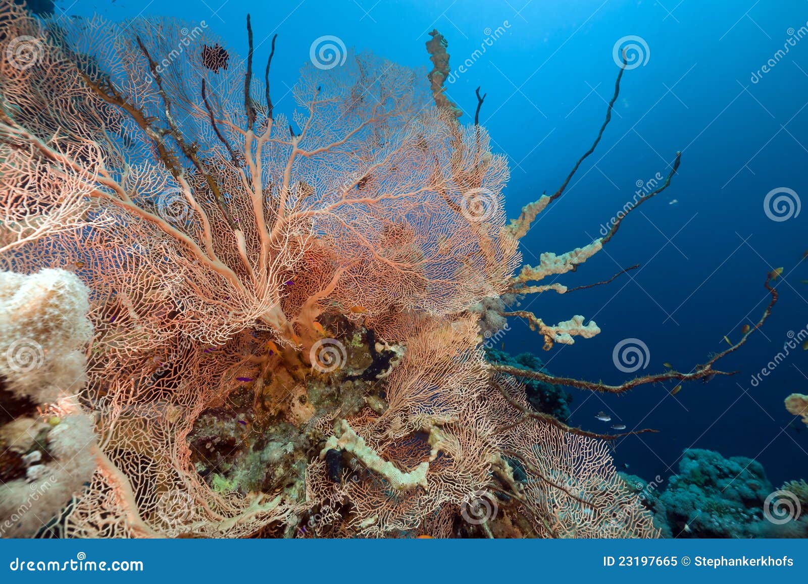 Fan Coral and Fish in the Red Sea. Stock Image - Image of school ...