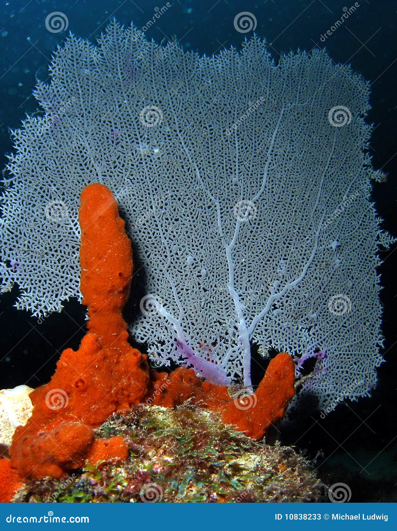 Fan Coral at Night stock image. Image of night, orange - 10838233