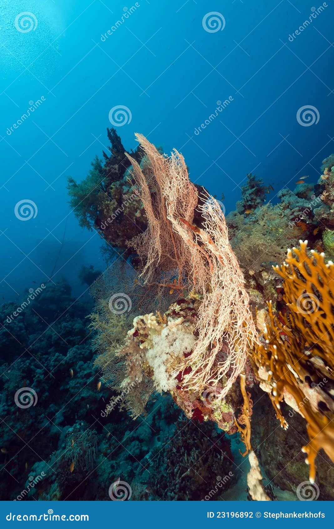 Fan coral in the Red Sea. stock photo. Image of ecosystem - 23196892