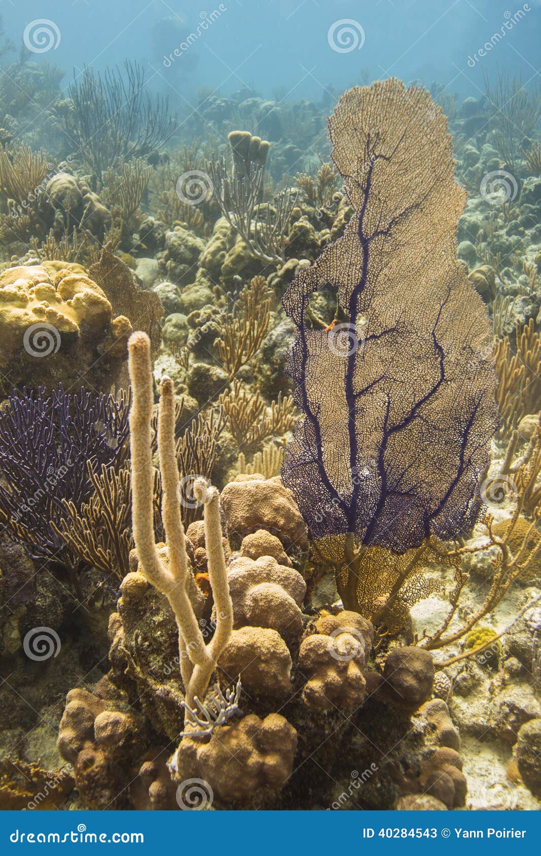 Fan de mar imagen de archivo. Imagen de tropical, vida - 40284543