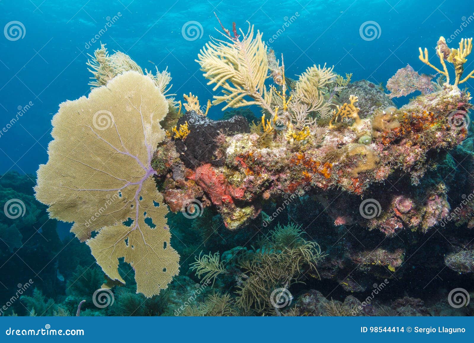 Fan de mar foto de archivo. Imagen de océano, coral, clave - 98544414