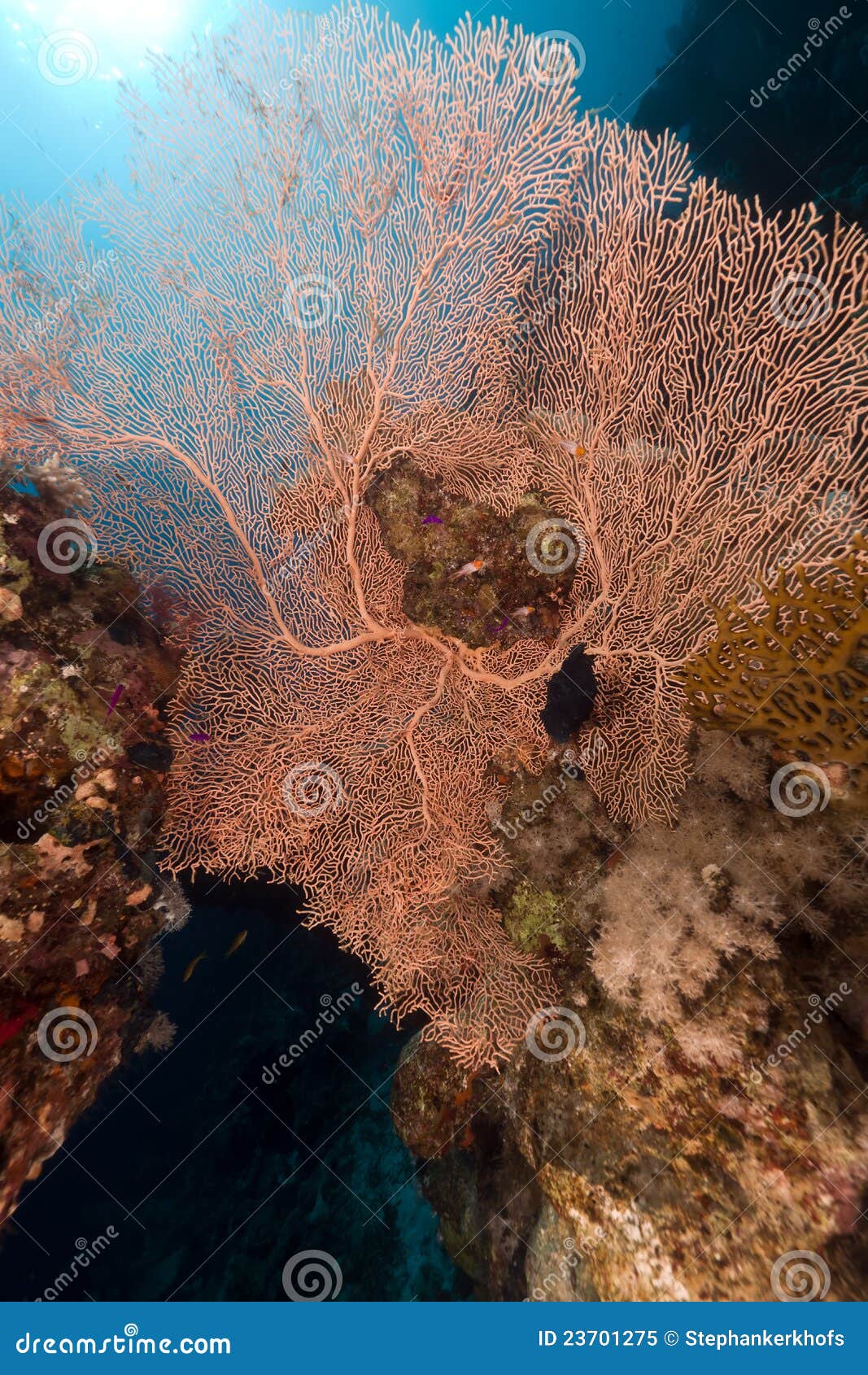 Fan de mar en el Mar Rojo. imagen de archivo. Imagen de pescados - 23701275