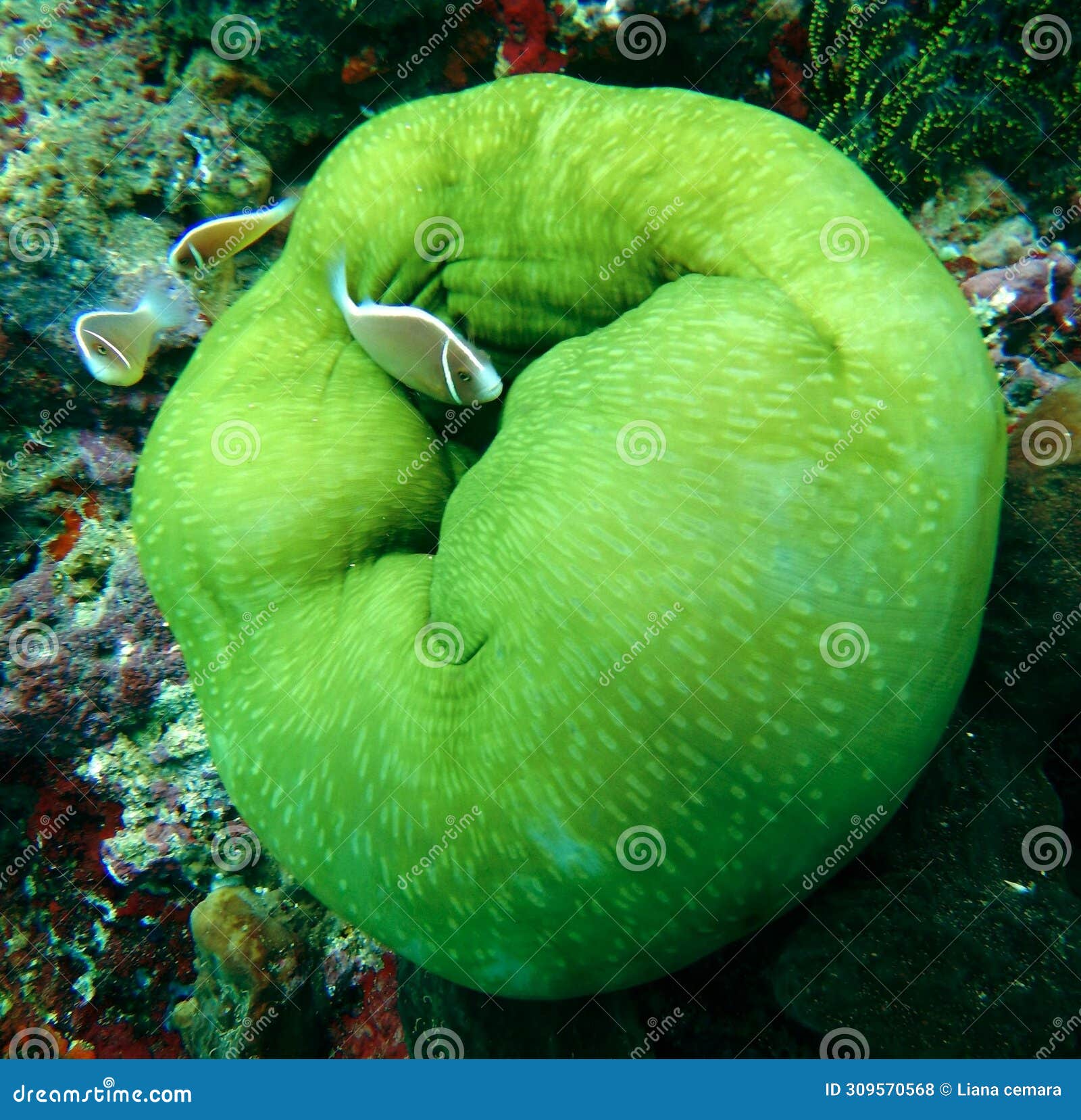 Fan Fairy Fish are Playing on the Sea Plants Stock Photo - Image of ...