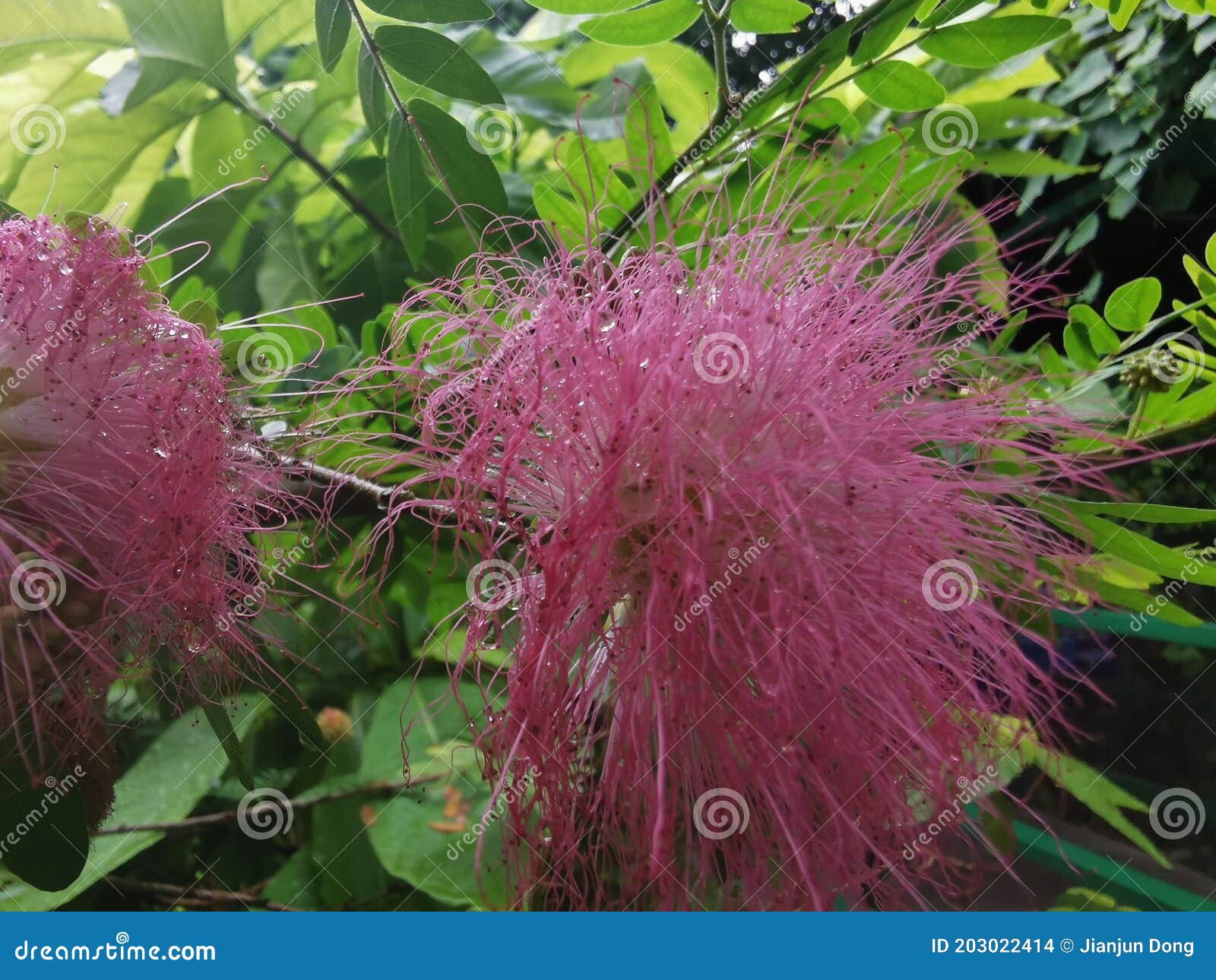 Fan flowers on the tree stock photo. Image of leaf, produce - 203022414