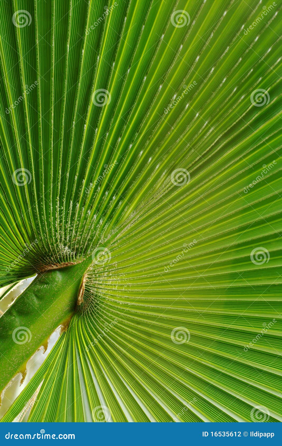 Fan-like Palm Leaf stock photo. Image of palm, vein, selective - 16535612