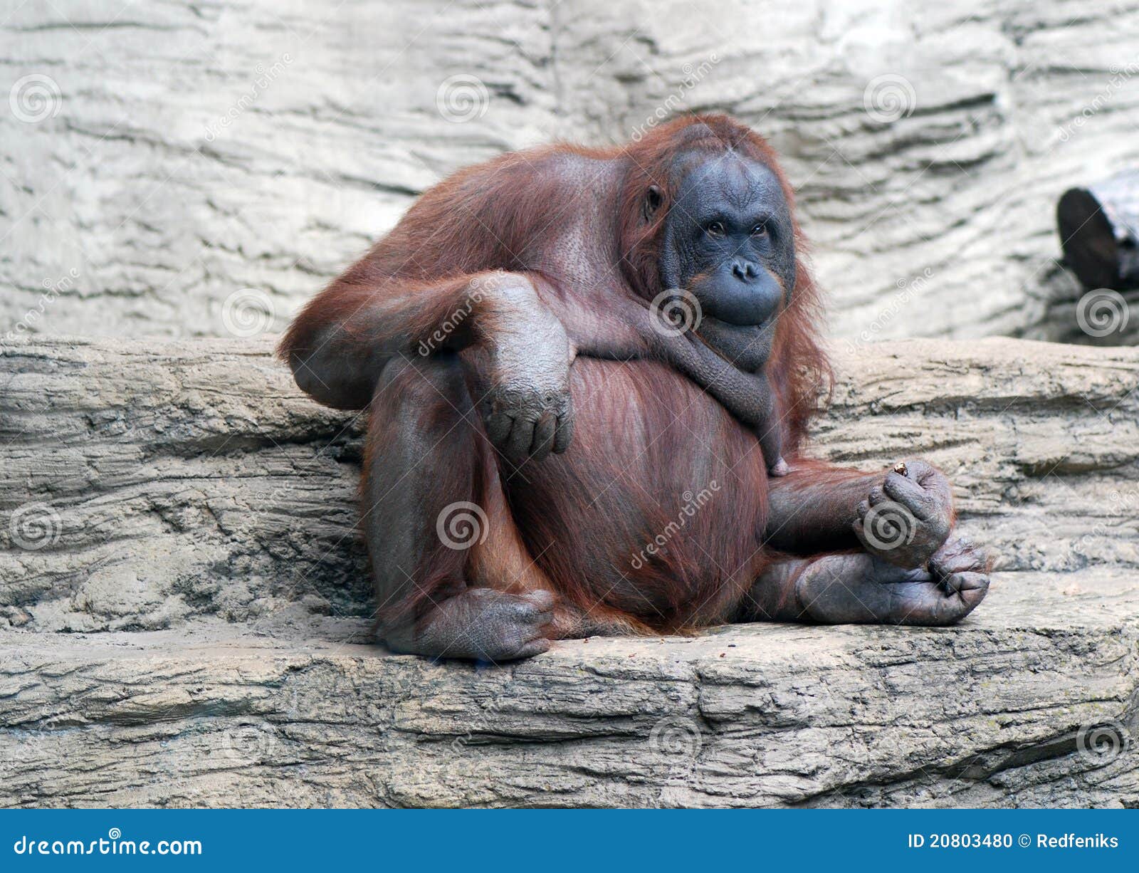 Fan monkey pose stock photo. Image of female, anthropoid - 20803480