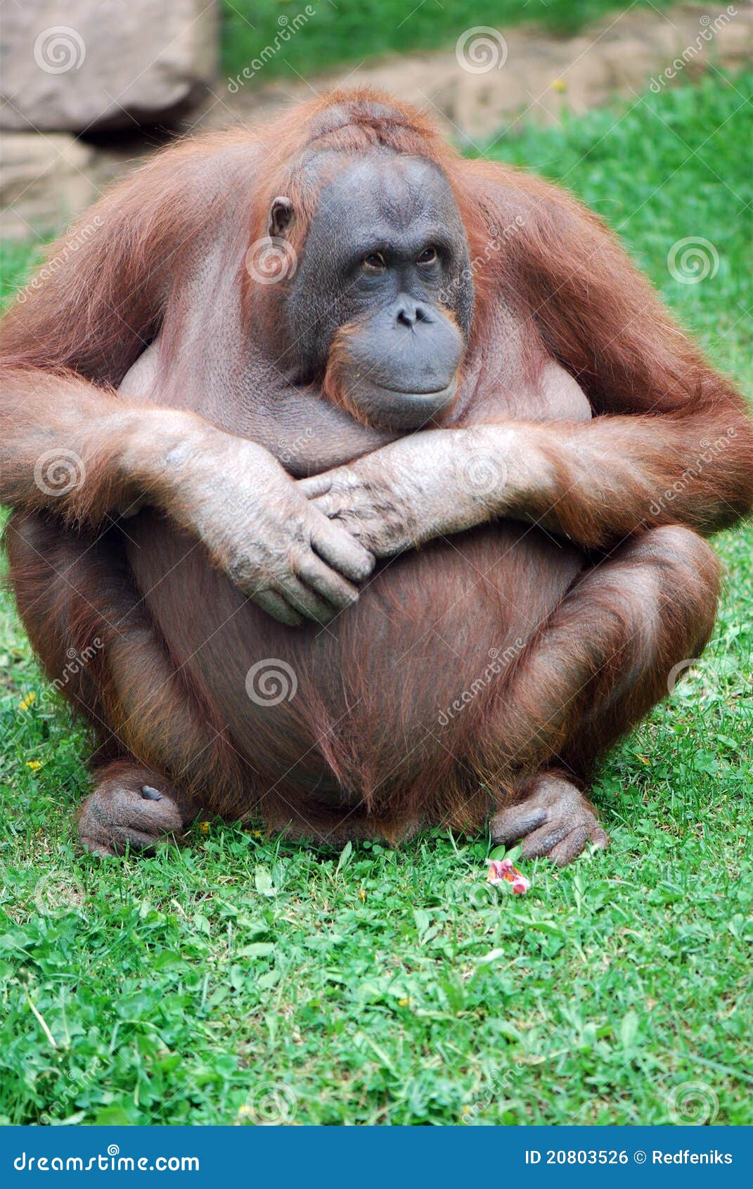 Fan monkey pose stock photo. Image of captured, biped - 20803526