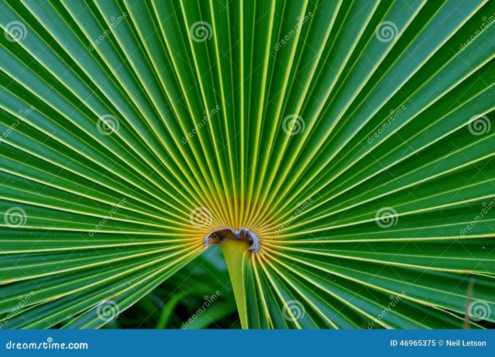 Florida Thatch Palm stock image. Image of background - 46965375