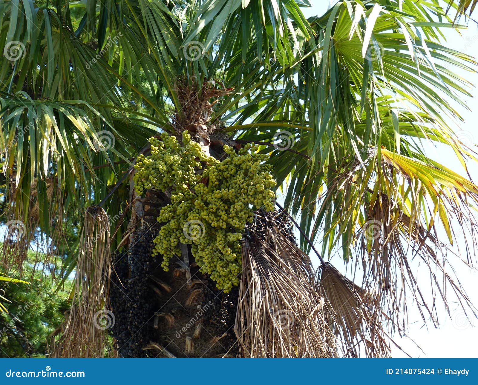 Fan Palm is a Common Name for Various Types of Palm Trees Whose Fan ...