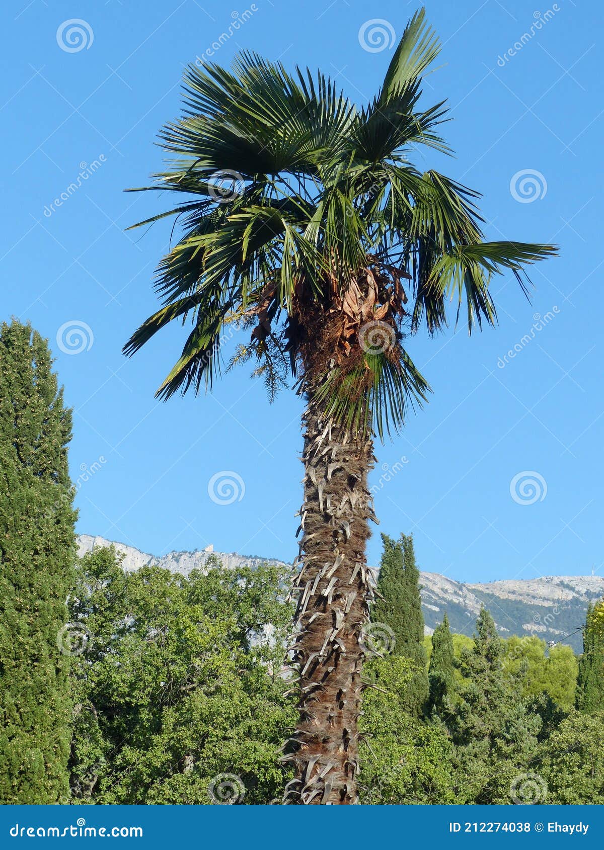 Fan Palm Is A Common Name For Various Types Of Palm Trees Whose Fan ...