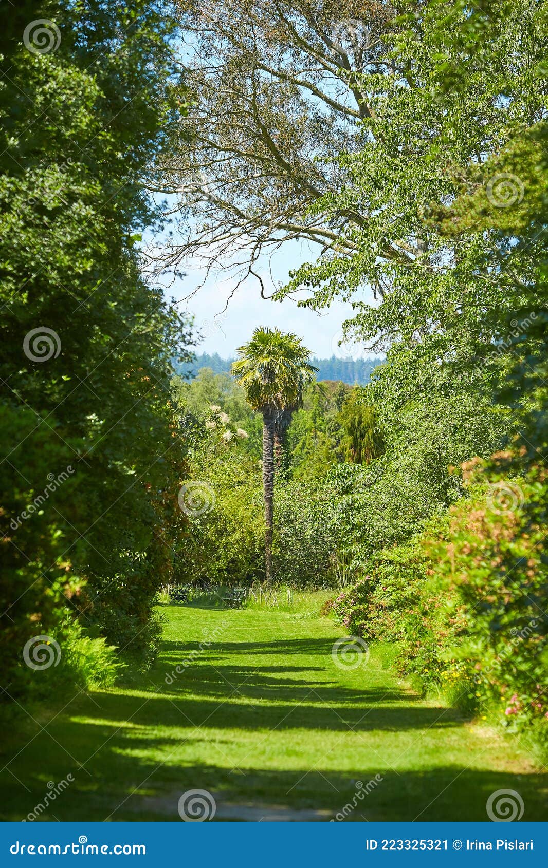 Fan Palm is a Common Name for Various Types of Palm Trees Whose Fan ...