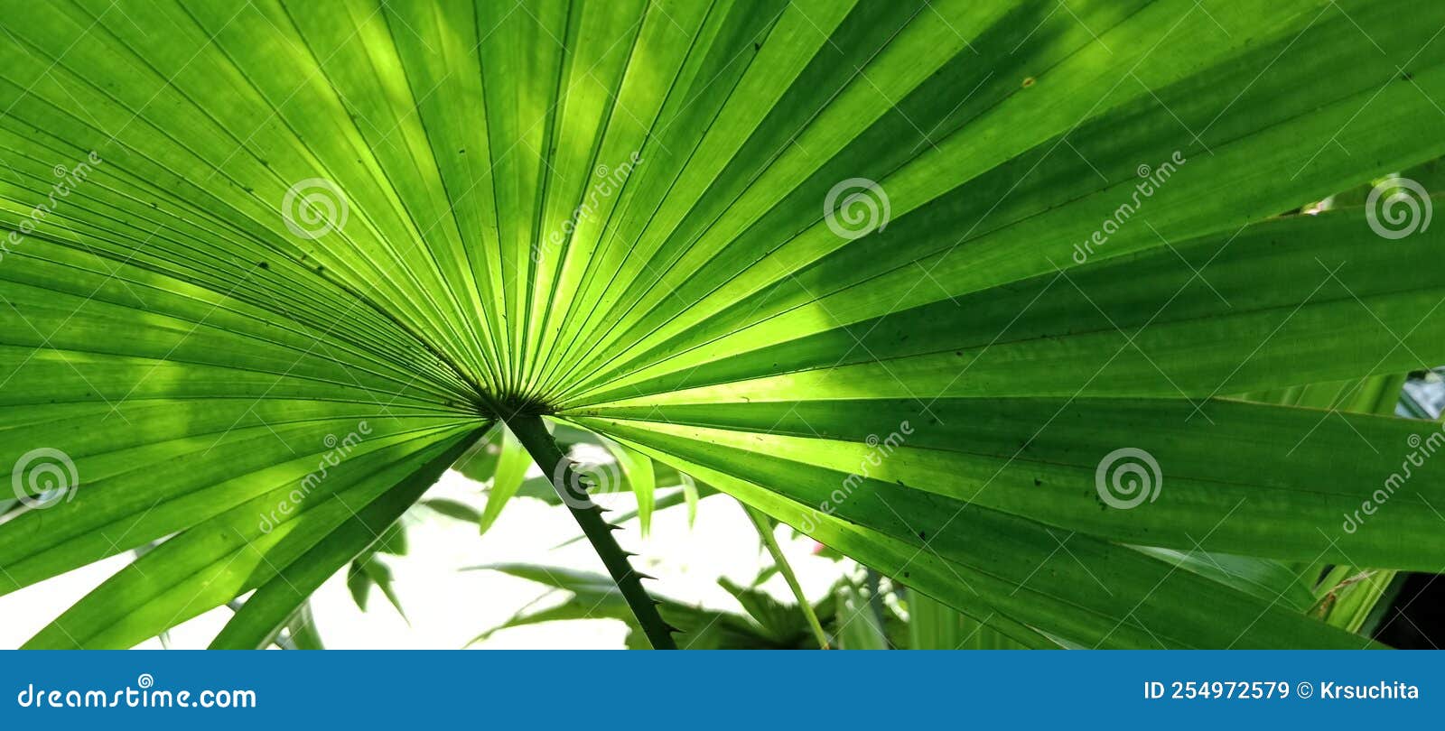 Fan palm leaf closeup stock image. Image of nature, tree - 254972579