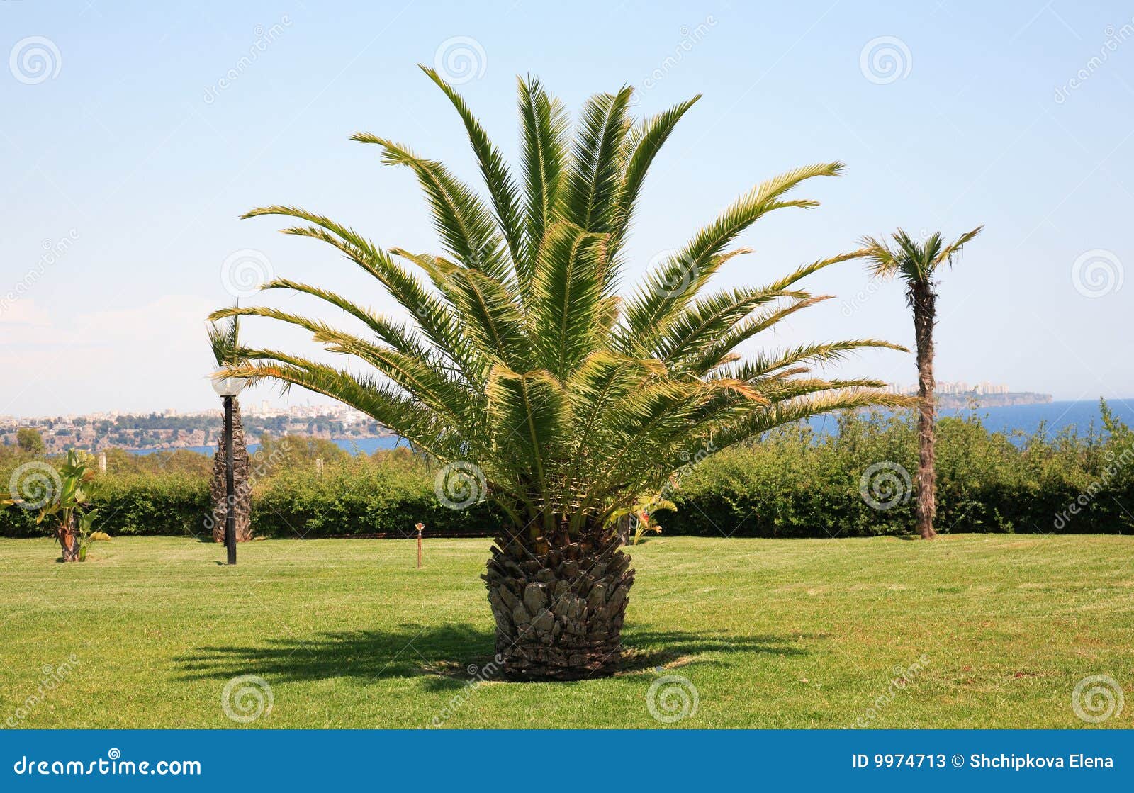 Fan palm tree stock image. Image of exotic, nature, plant - 9974713