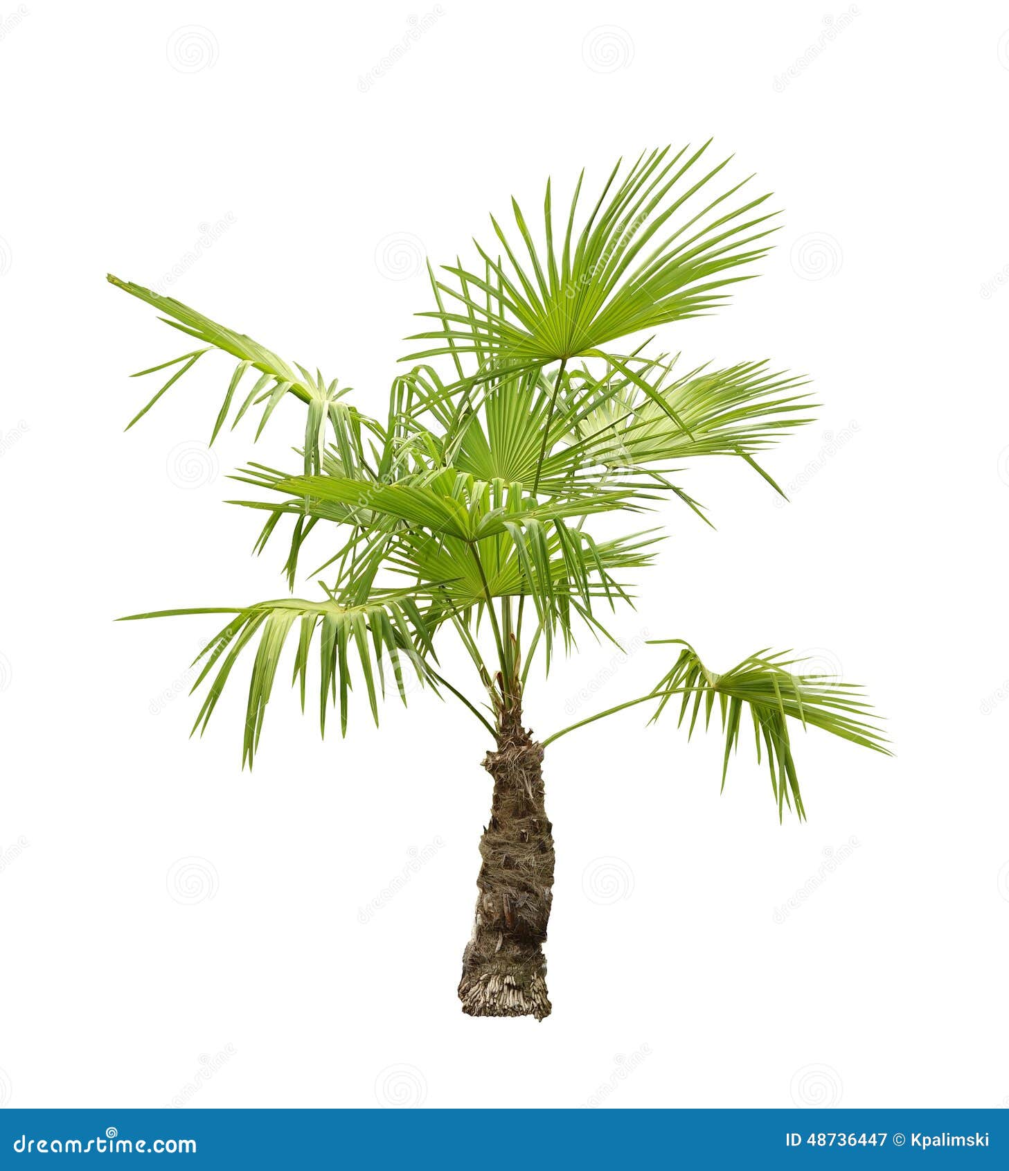 Palmetto palm tree stock image. Image of lush, garden - 48736447