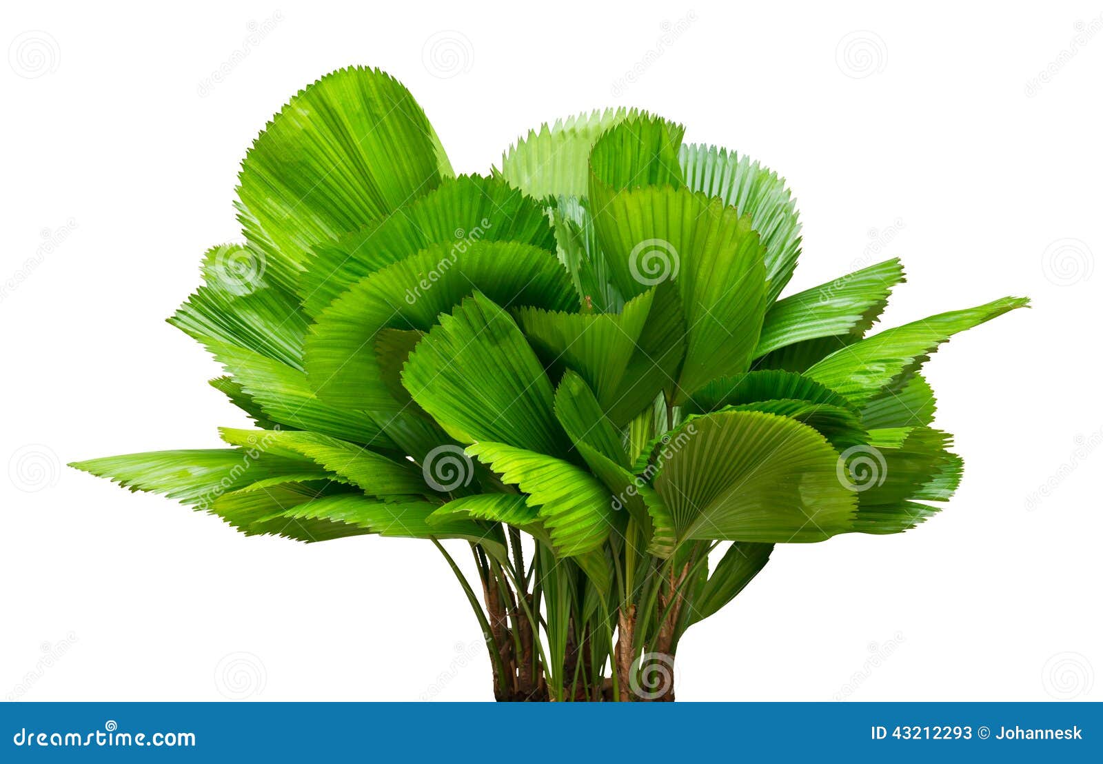 Fan palm tree stock image. Image of evergreen, tropical - 43212293